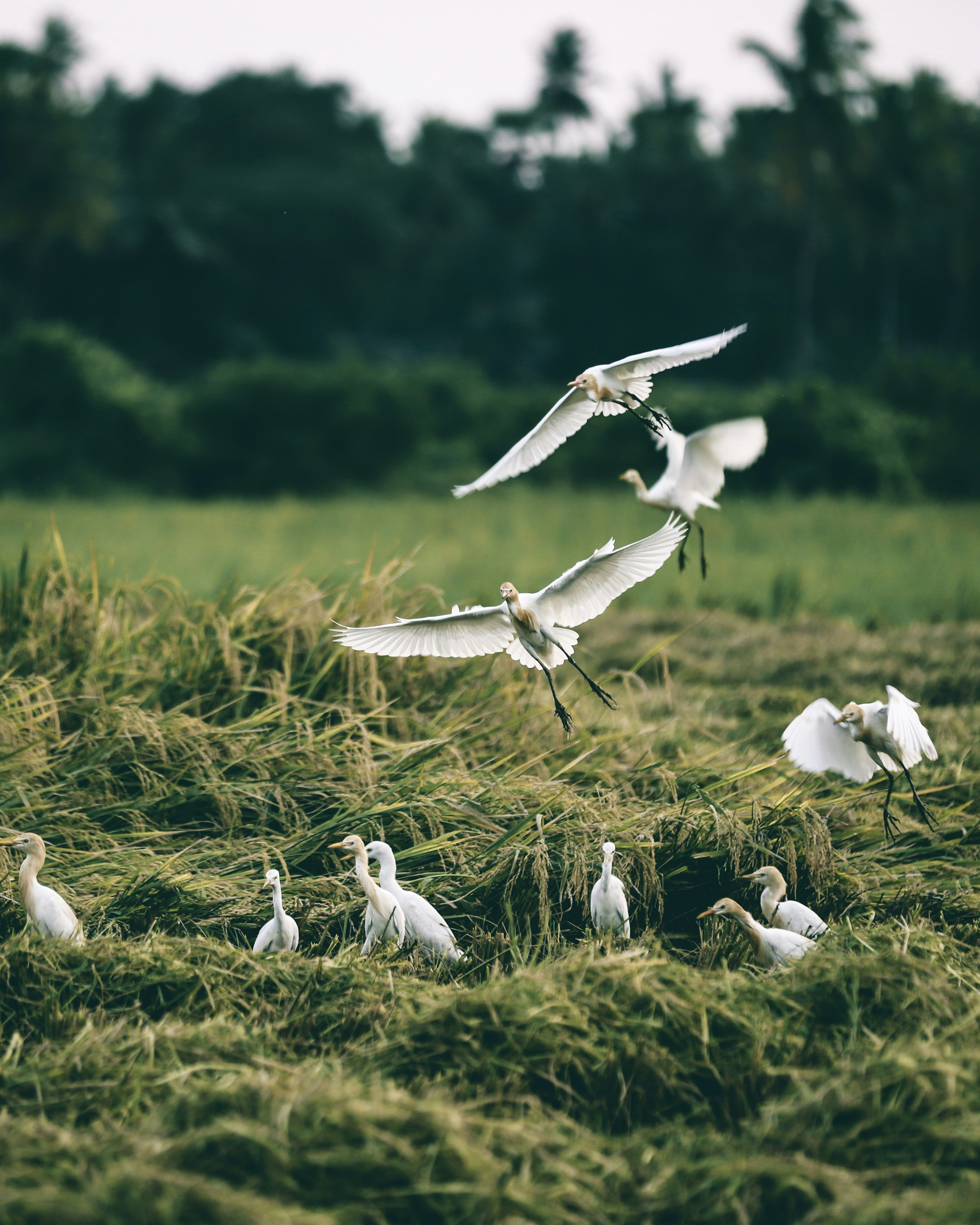 White Herons Take Flight Over a Wetland Looming with Reeds
