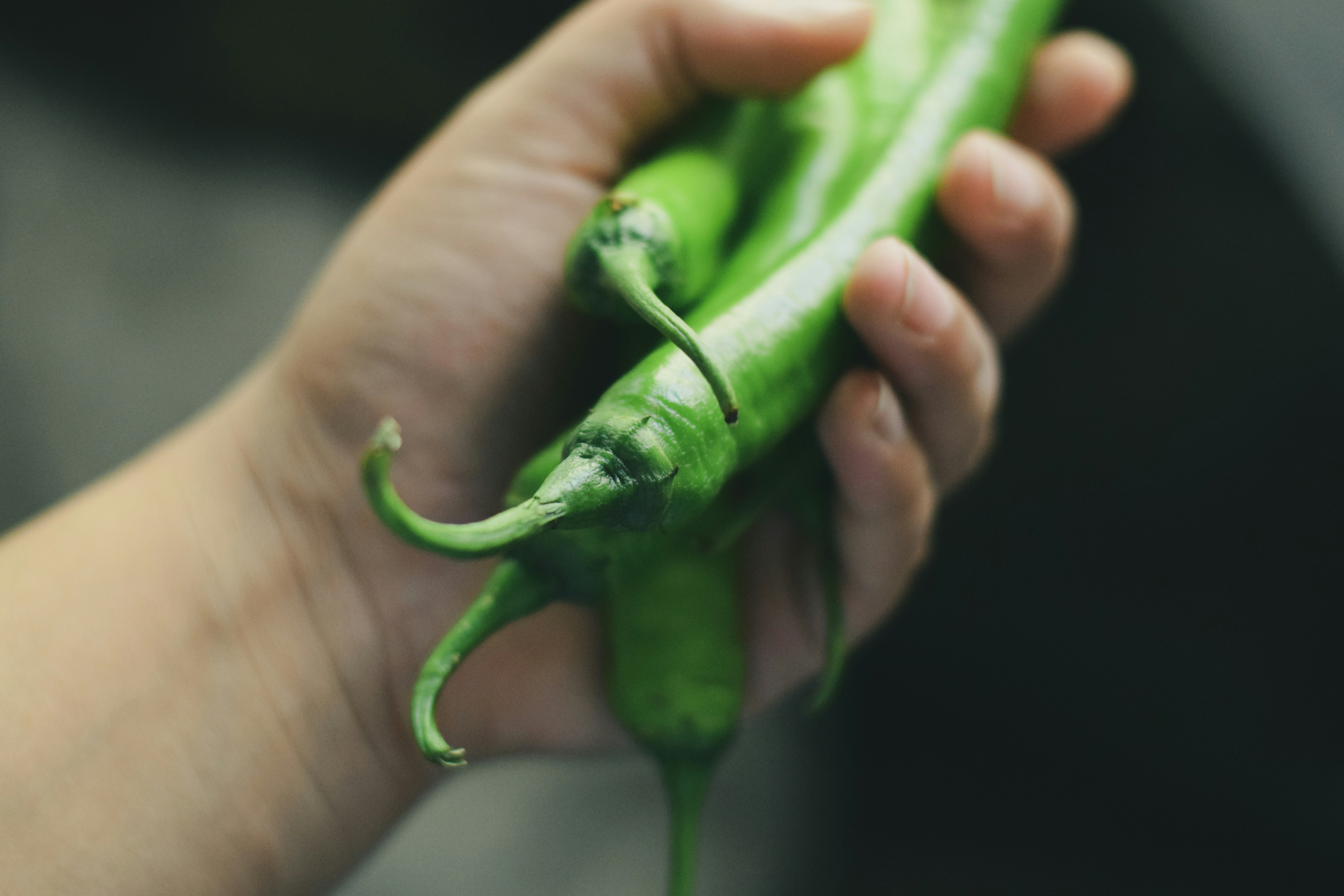 Person holding green chili pepper photo – Free Plant Image on Unsplash
