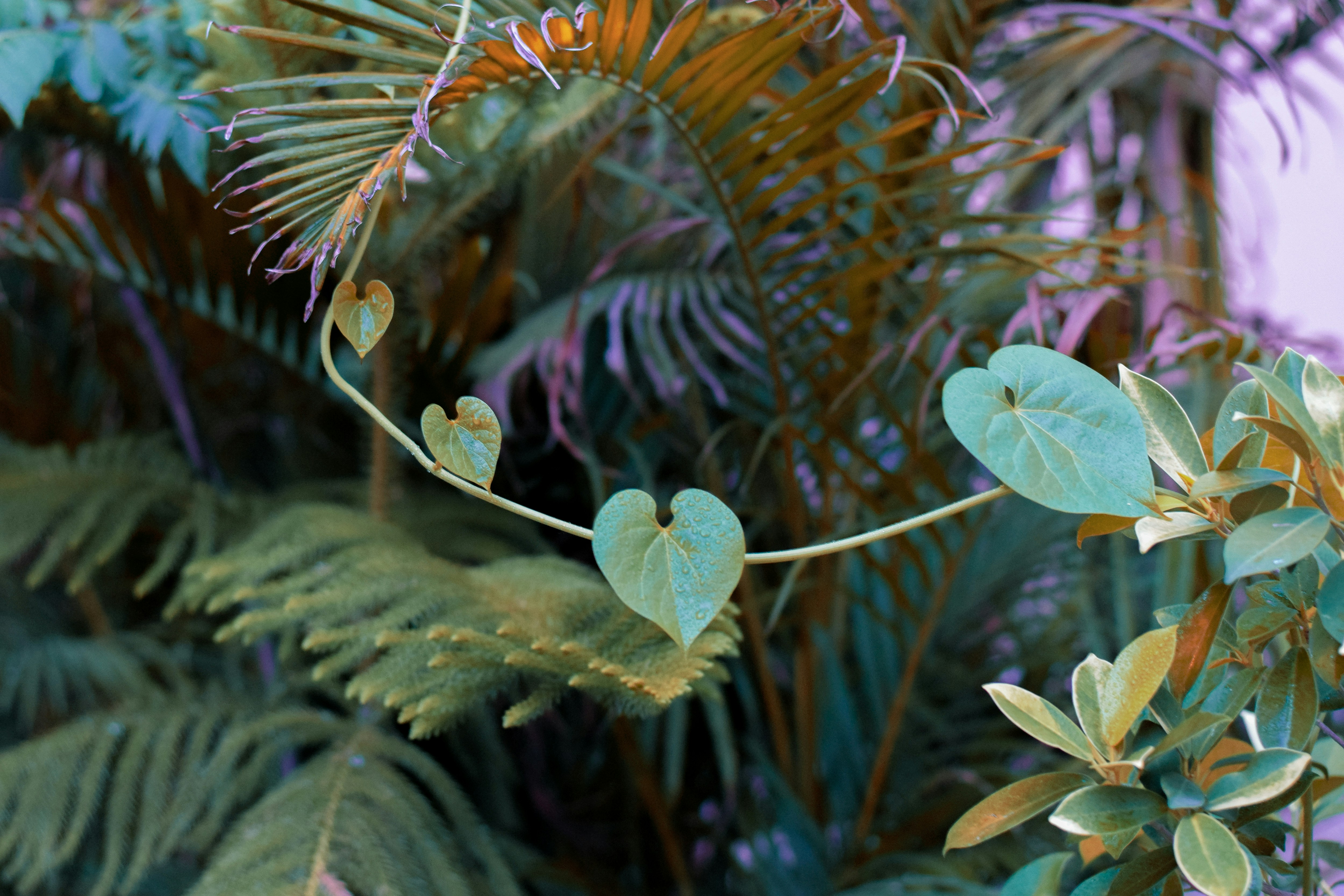 green leaf plant in close up photography