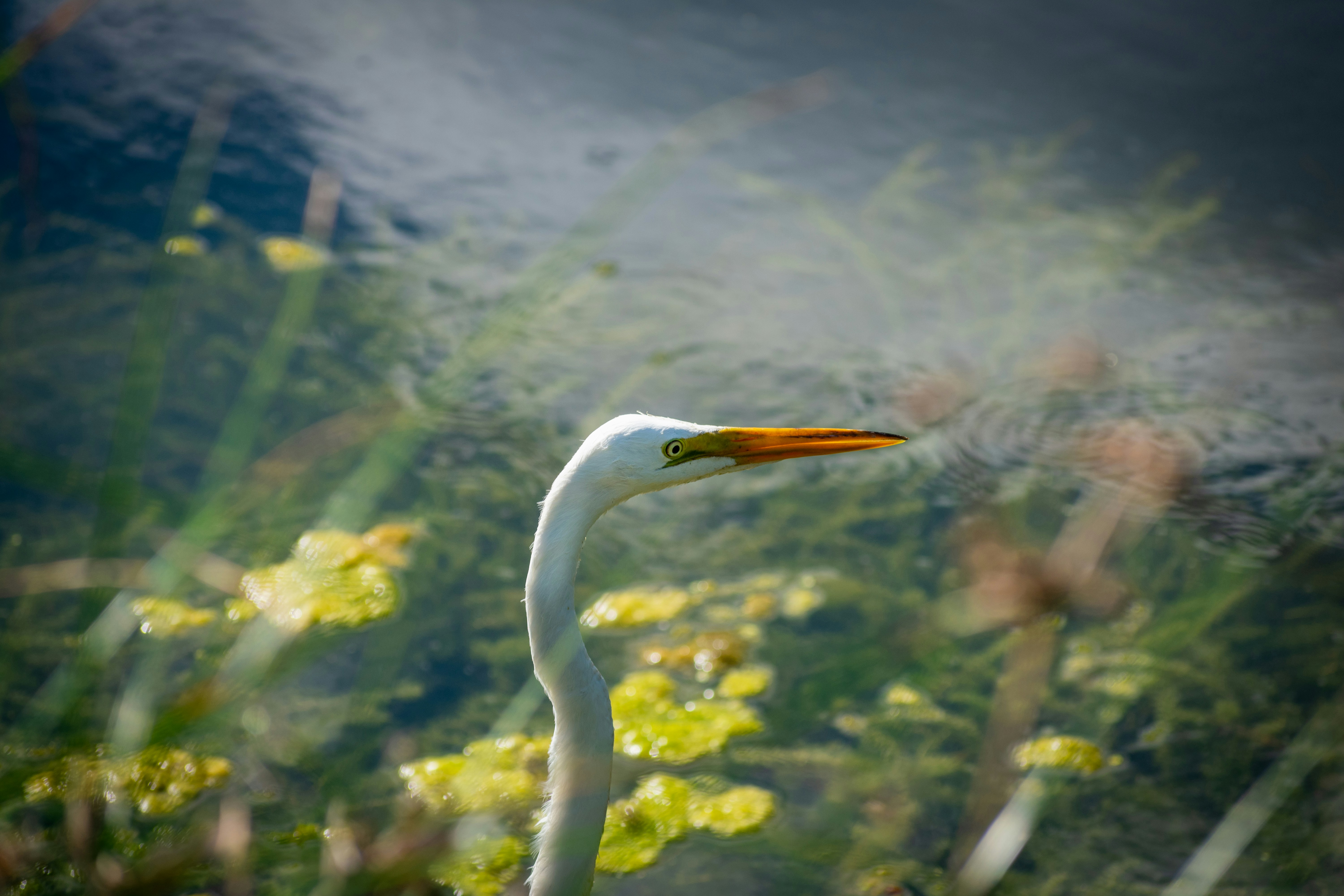Egret's Quiet Gaze Across the Glassy Marsh