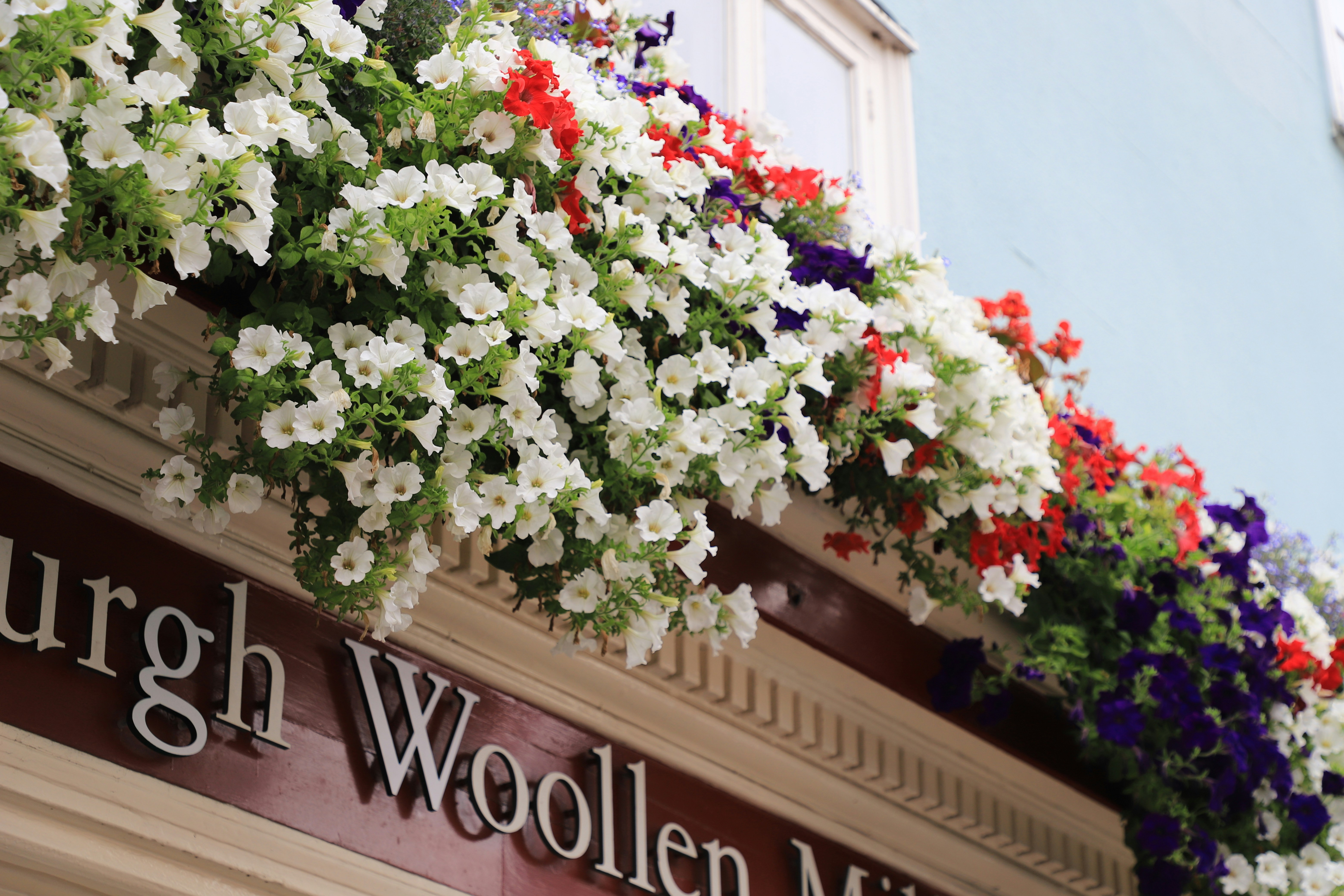 Cascading Blooms Over a Boutique Sign