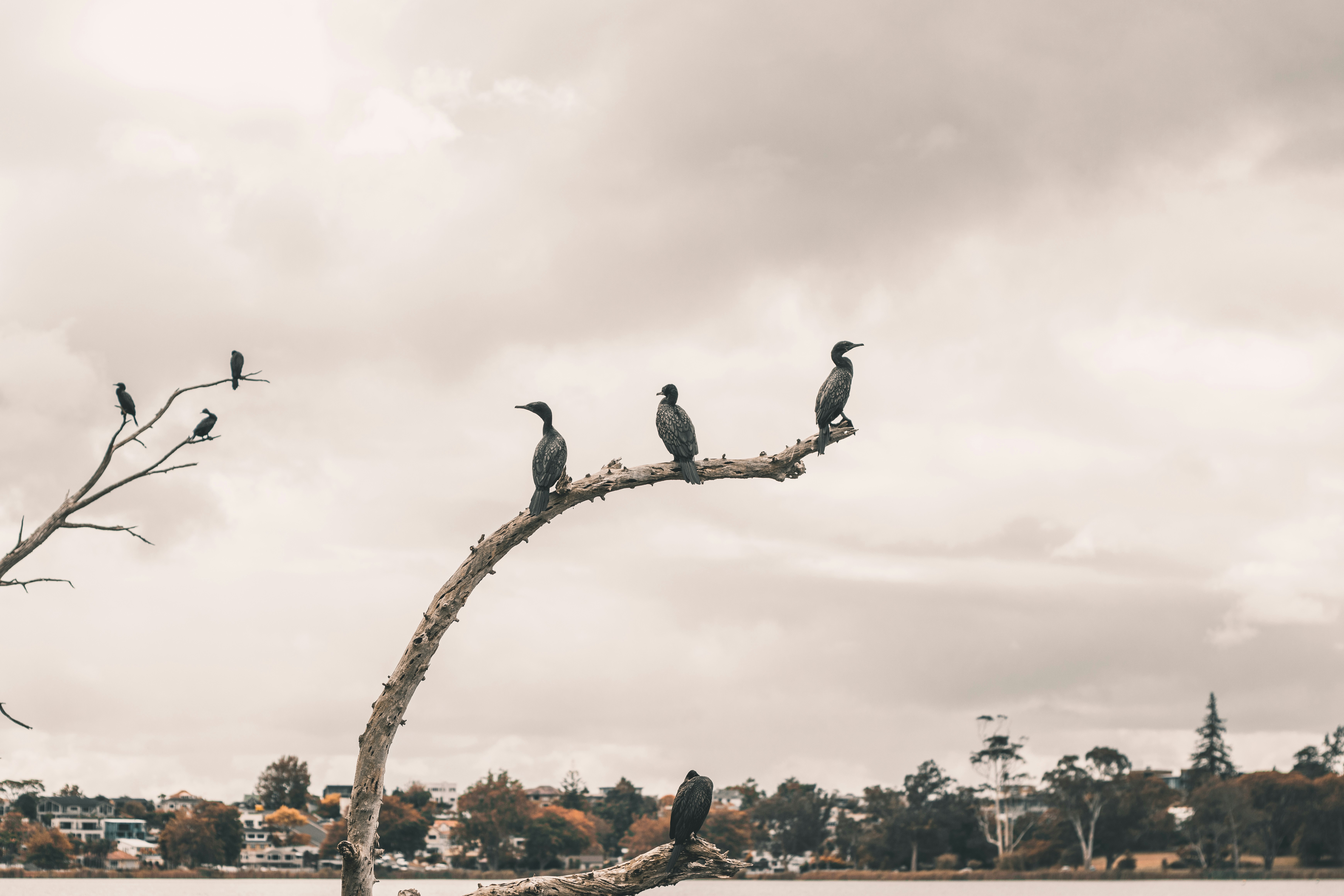 Arc of the Crescent: Cormorants on a Weathered Branch