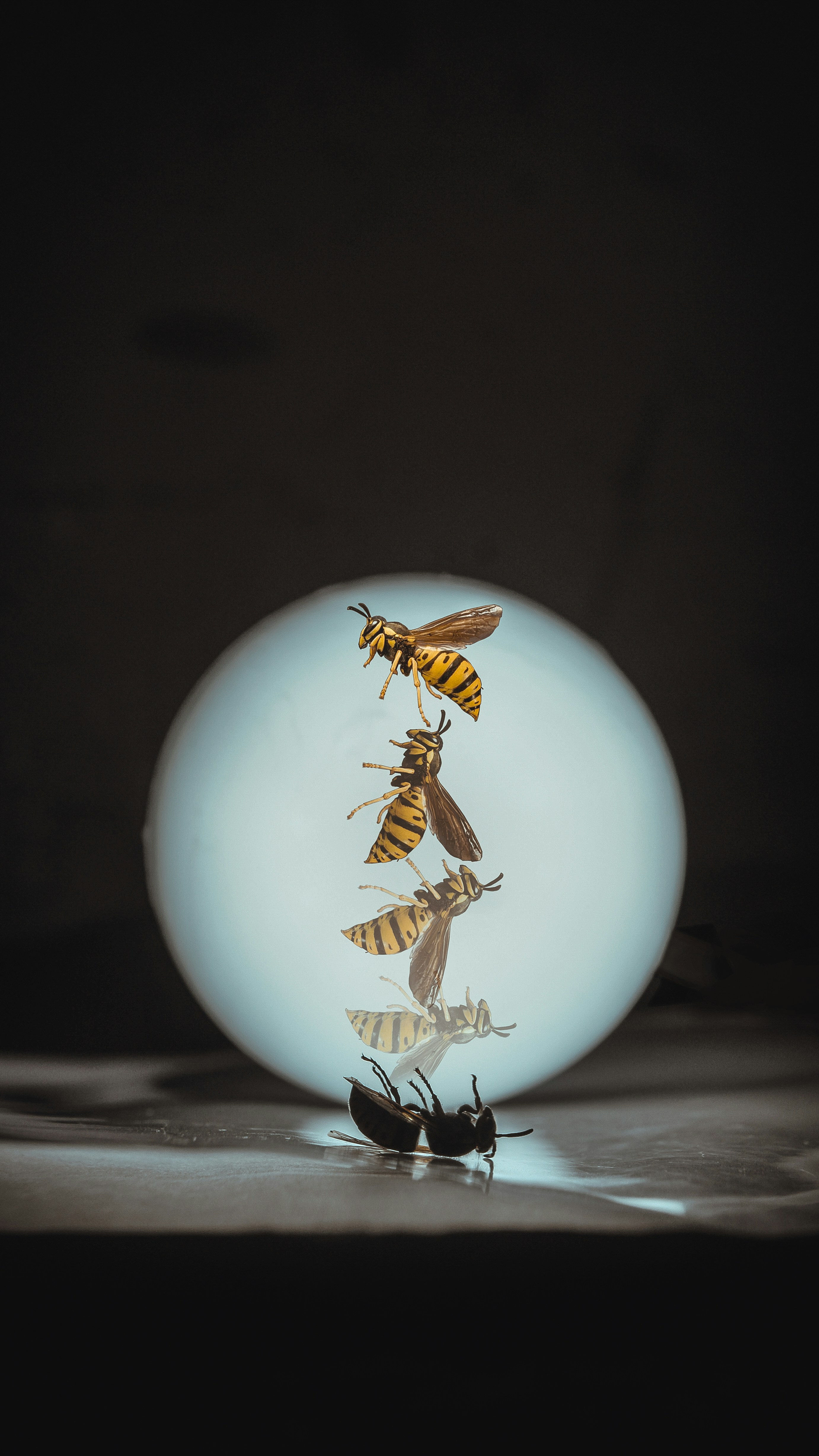 The Hovering Tower: Wasps Ascend a Pale Globe
