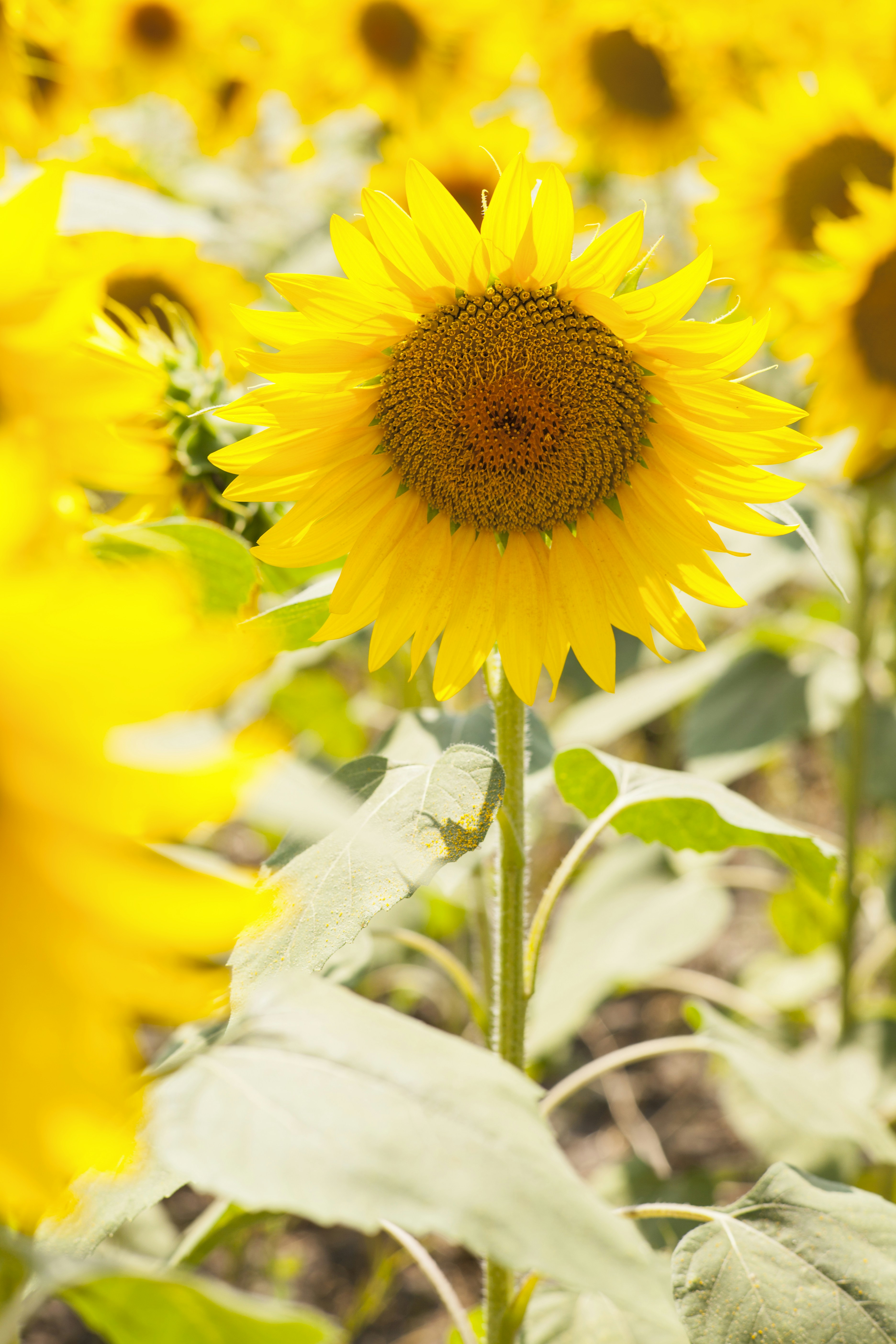 The Golden Center: One Sunflower Leads a Field of Light