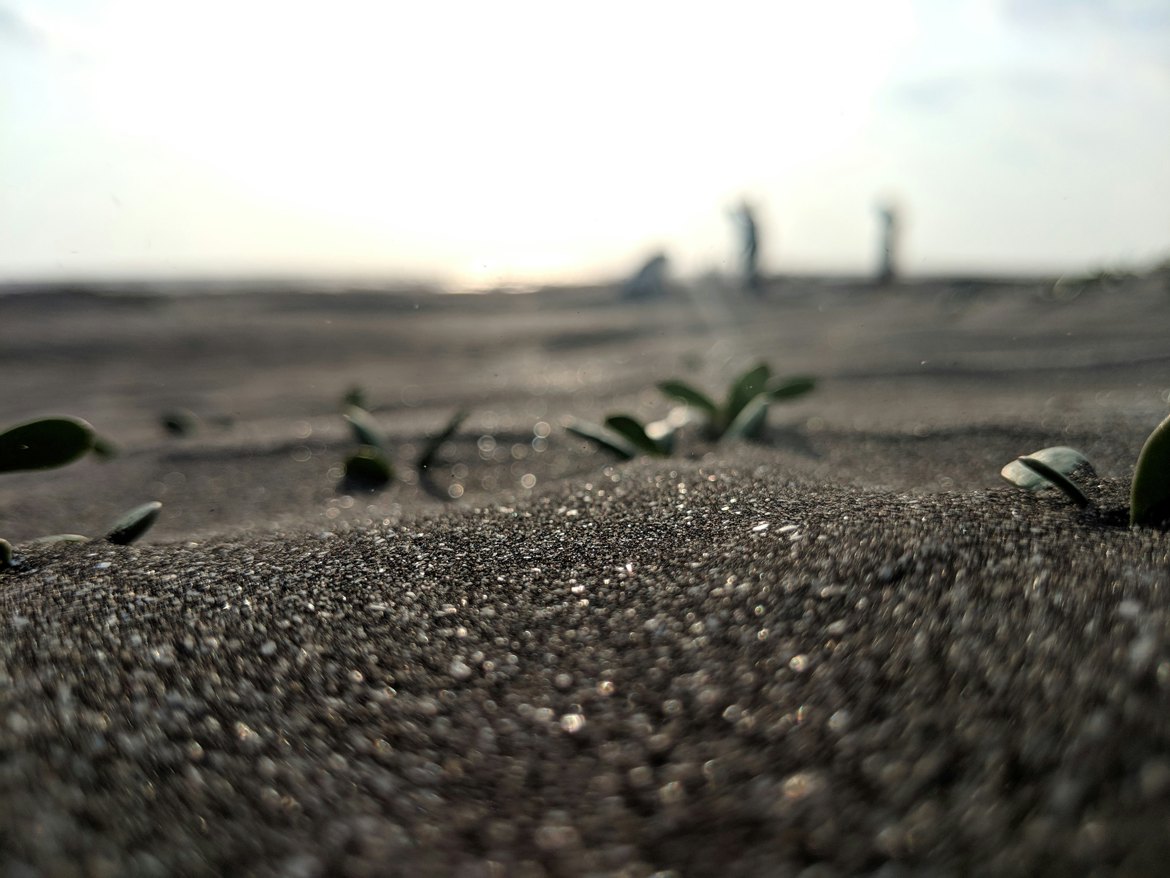 green grass on brown sand during daytime