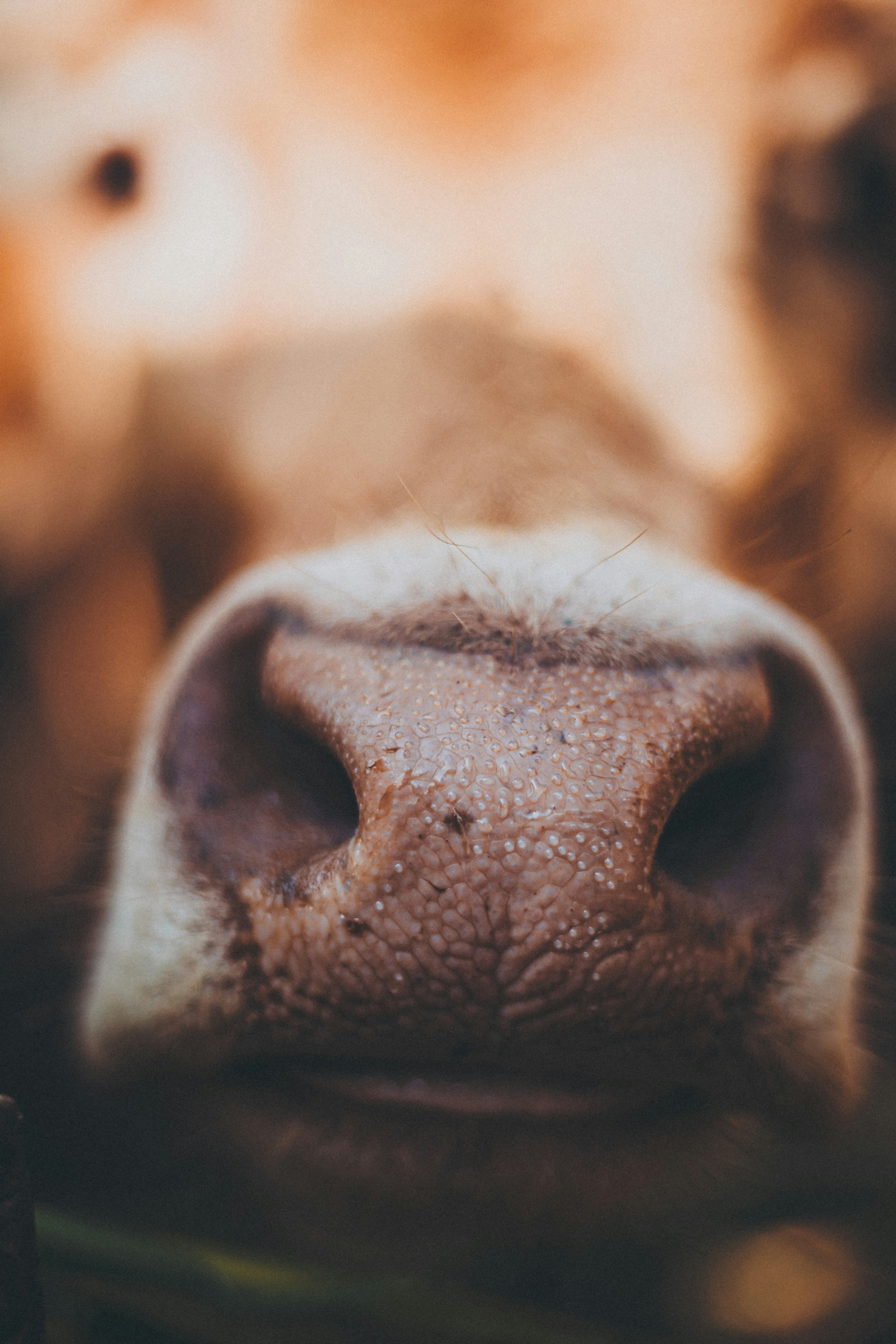 Définition de groin | Dictionnaire français