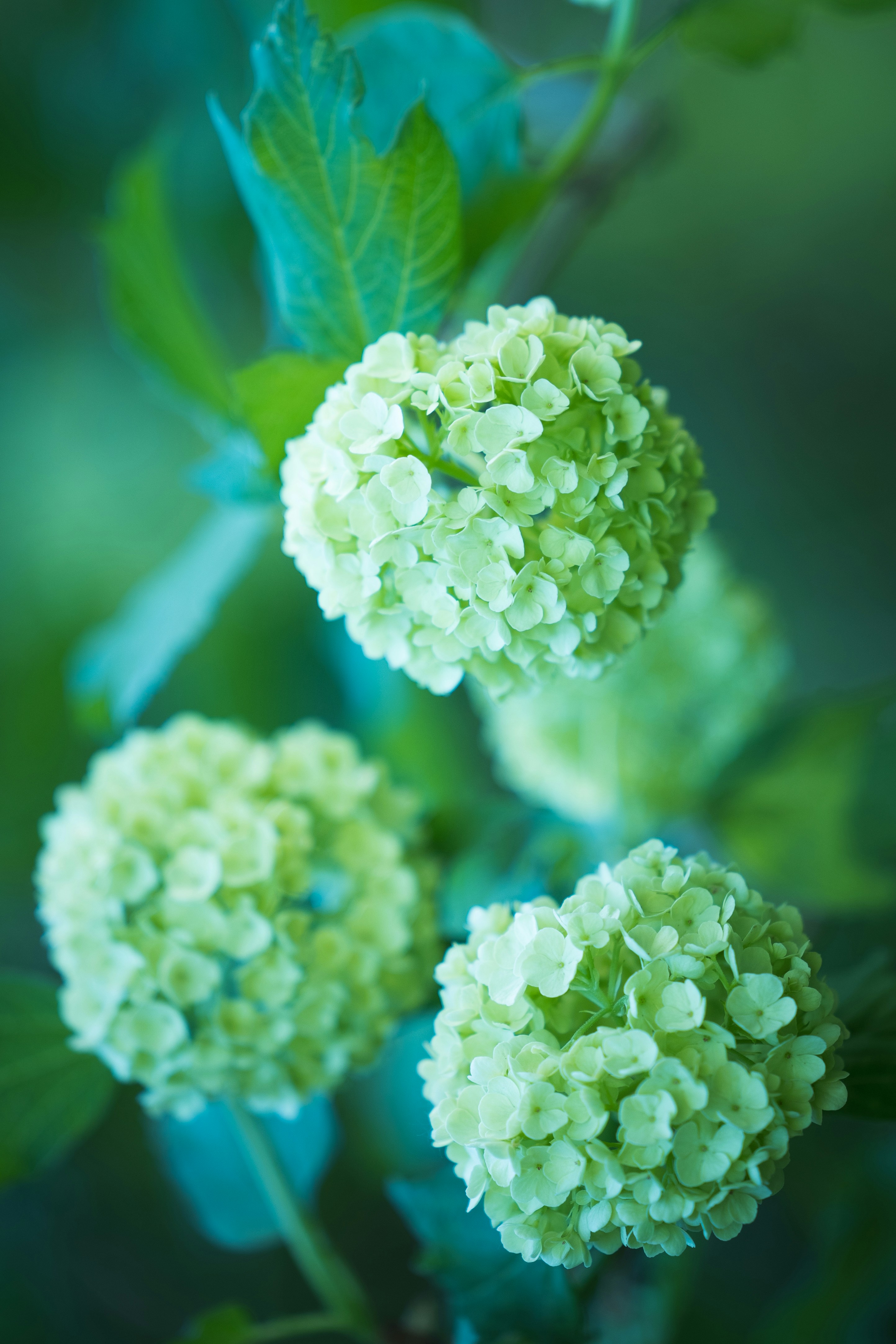 Hydrangea Spheres in Soft Focus Green
