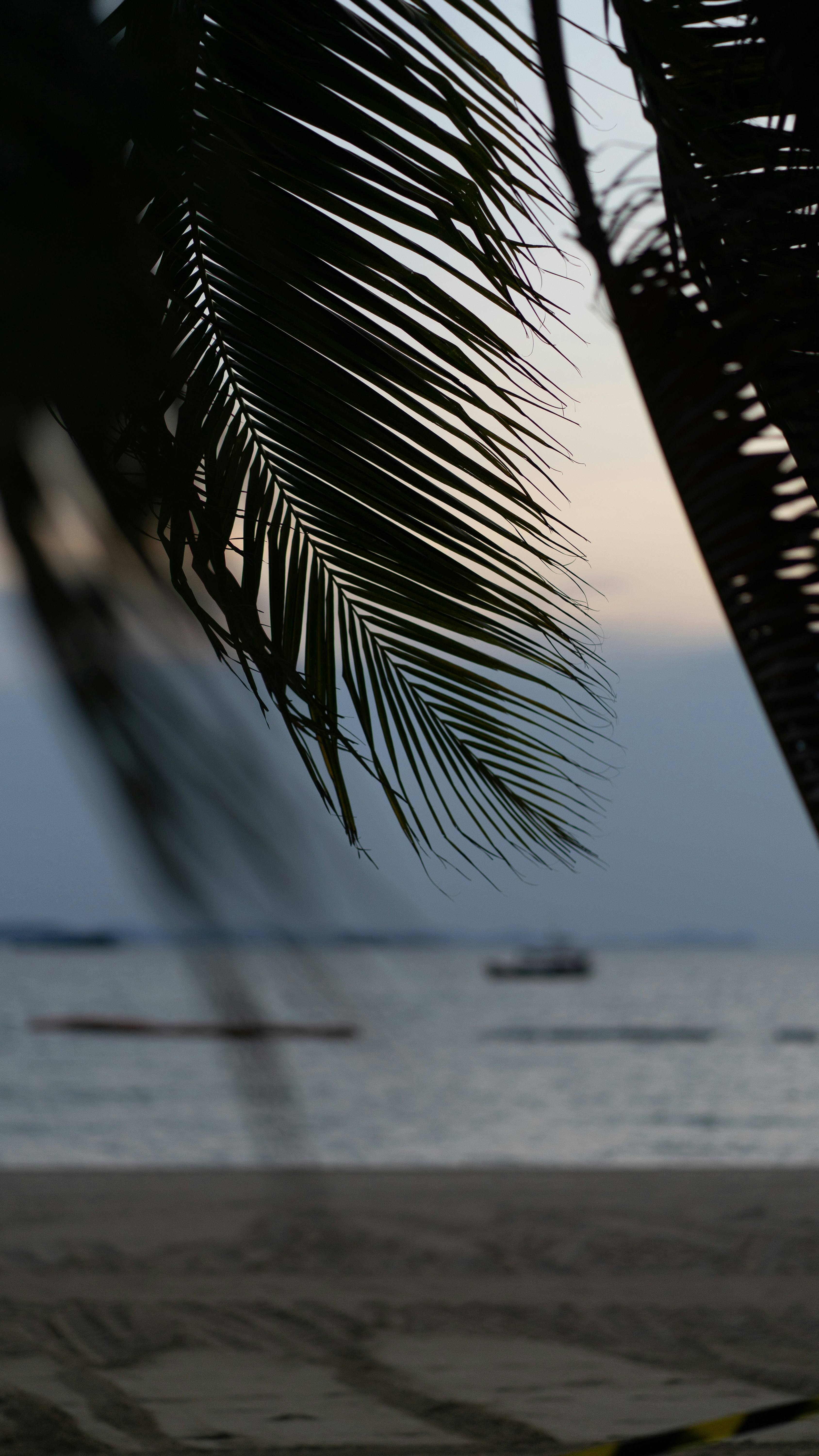 Beach in Thailand
Empty beach
No people | silhouette of palm tree near body of water during daytime