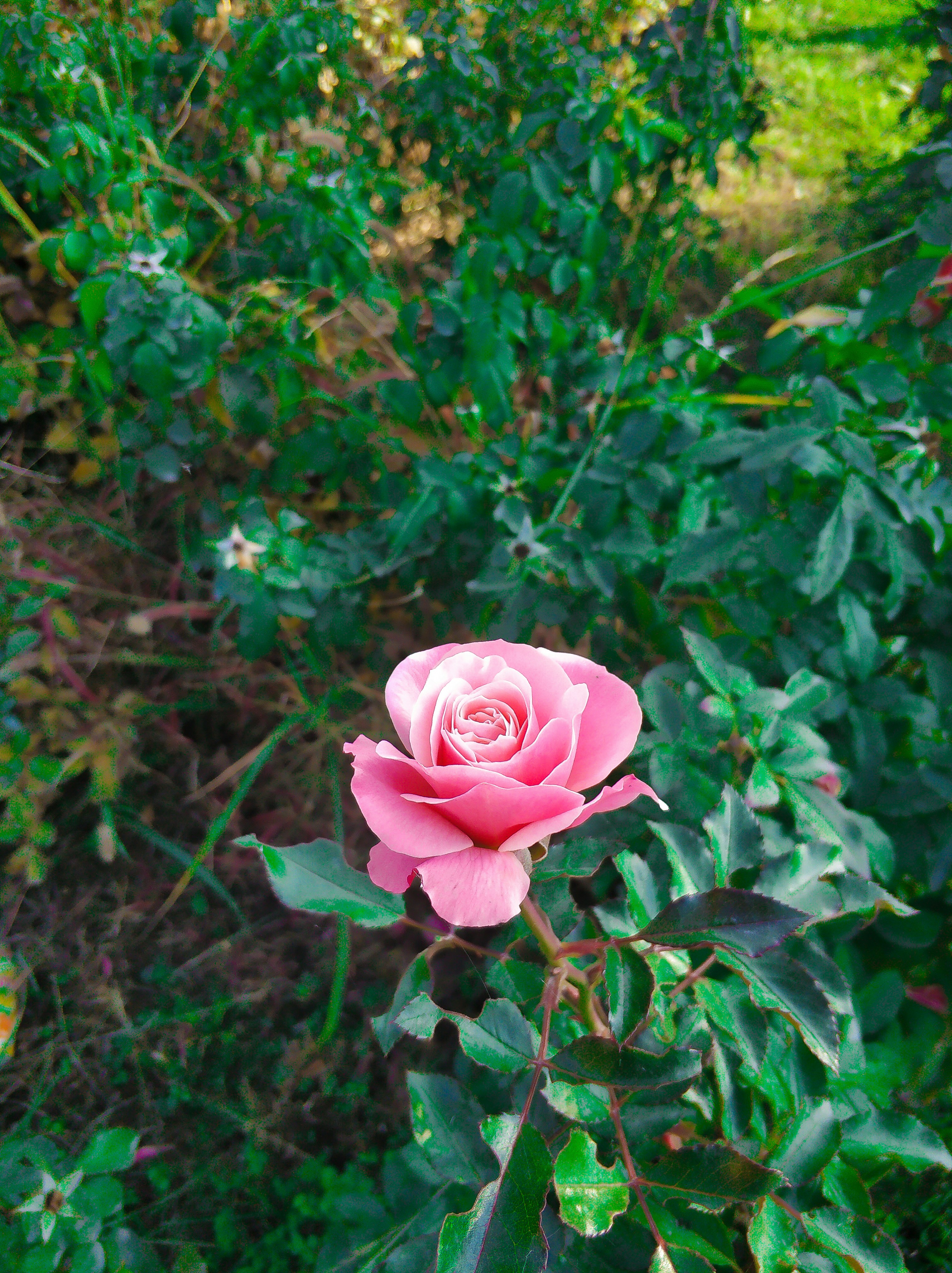 Pink rose blooming brightly against a lush green backdrop in daylight.