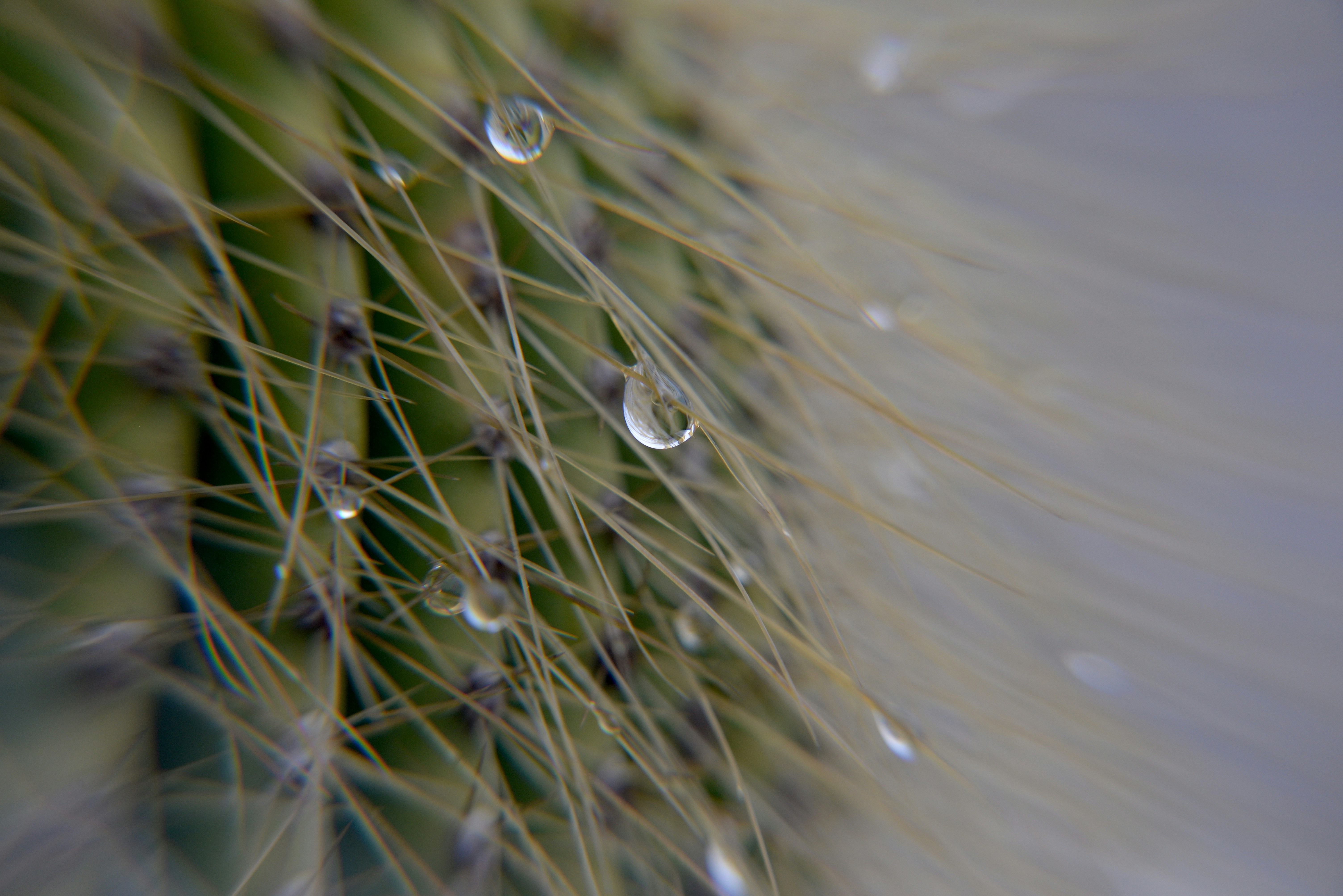 Dew Crown: Macro Portrait of Cactus Spines