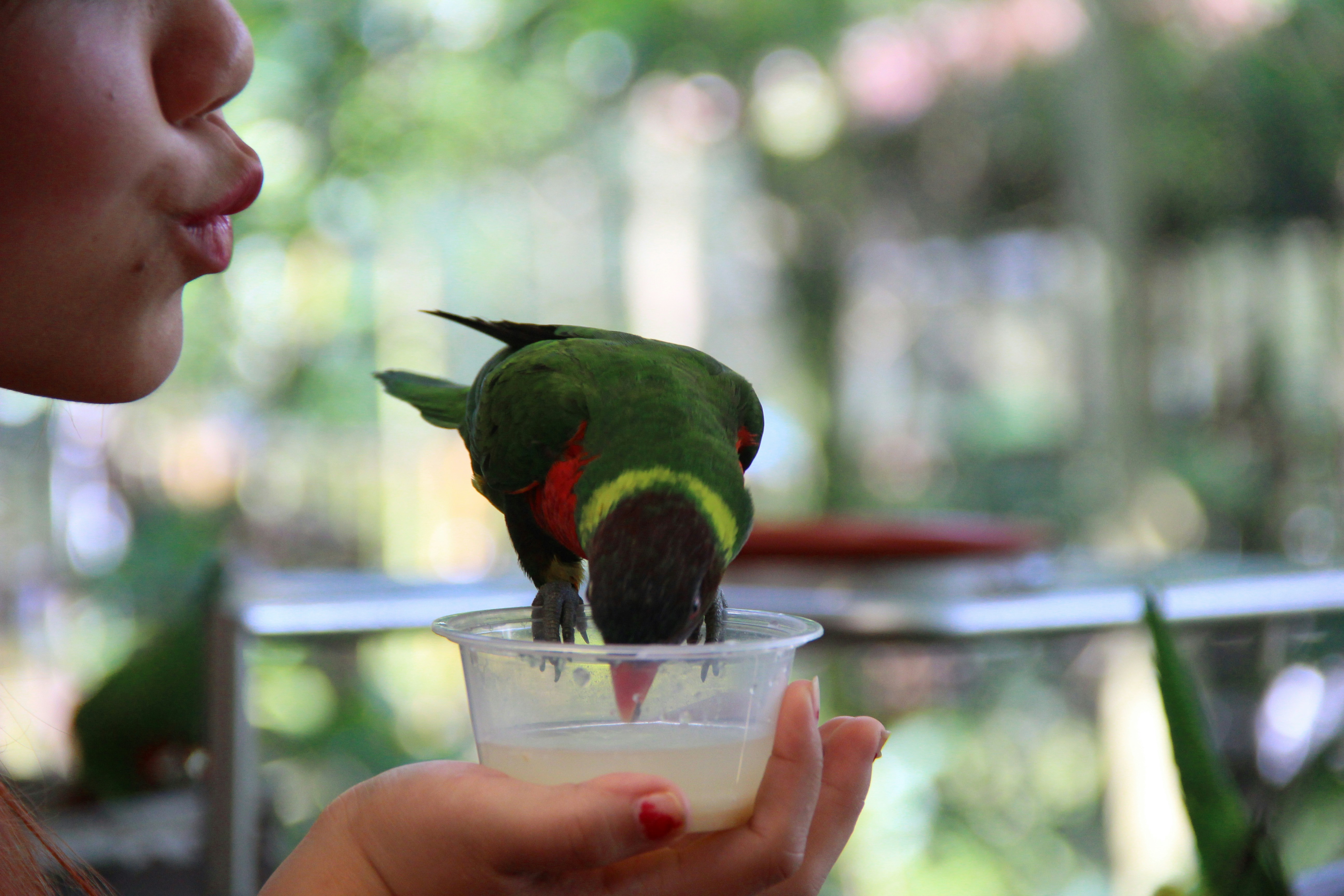 green and black bird in clear plastic container