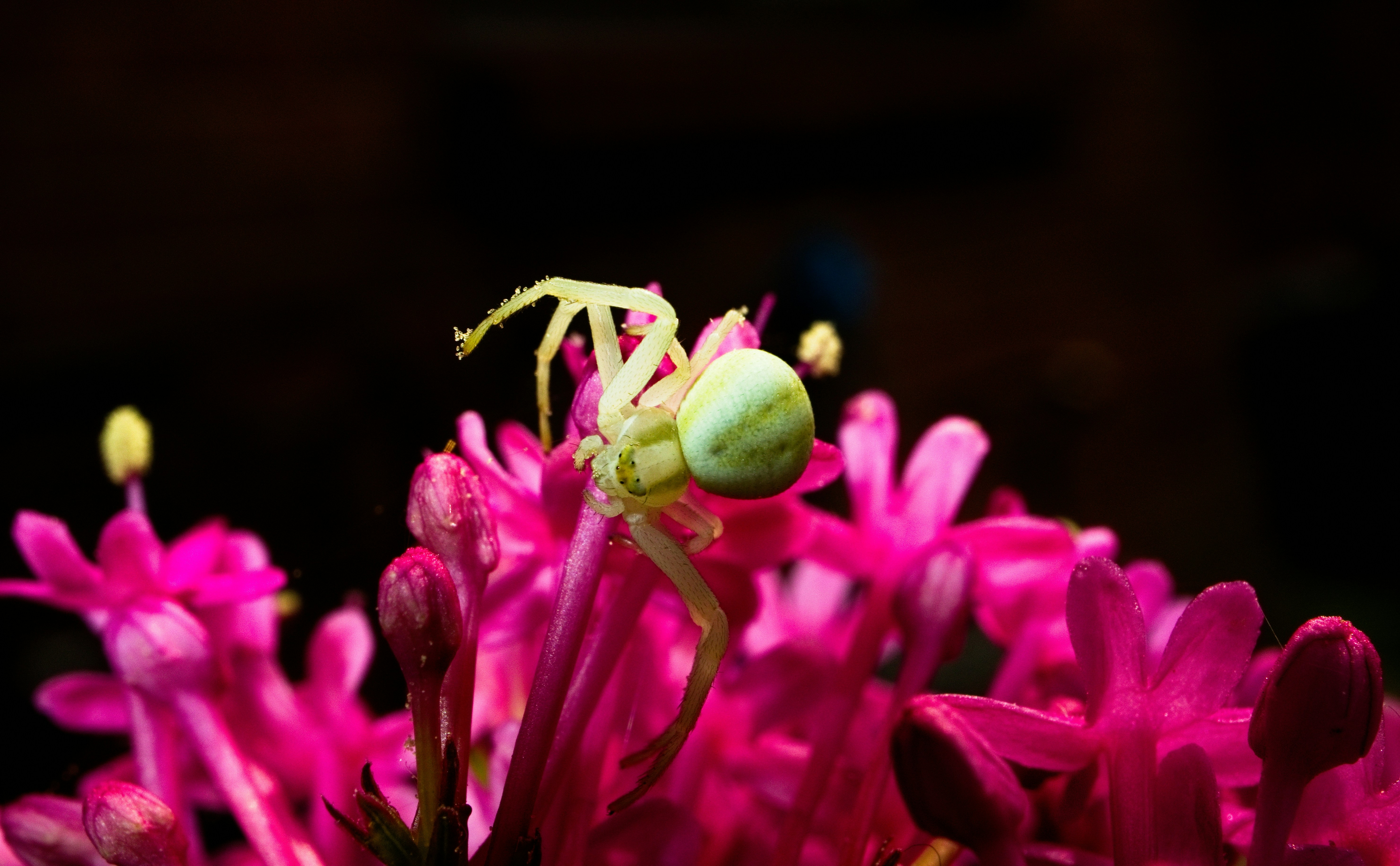 Hidden Pale Hunter on Neon Petals