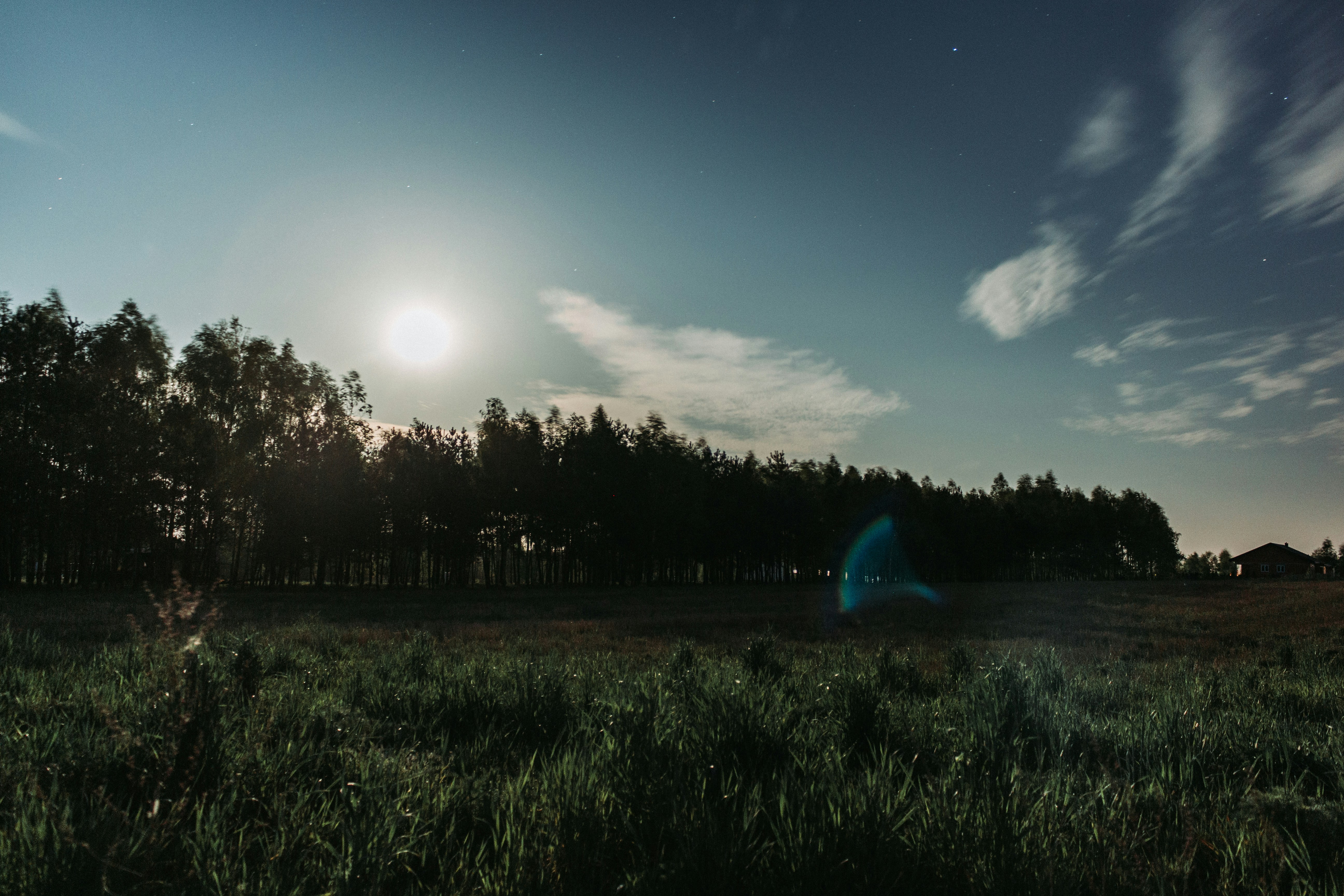 Moonlit Meadow Under a Quiet Night Sky