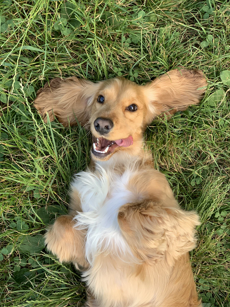 Golden-brown dog lying on its back in green grass with ears spread wide and mouth open in a happy grin.