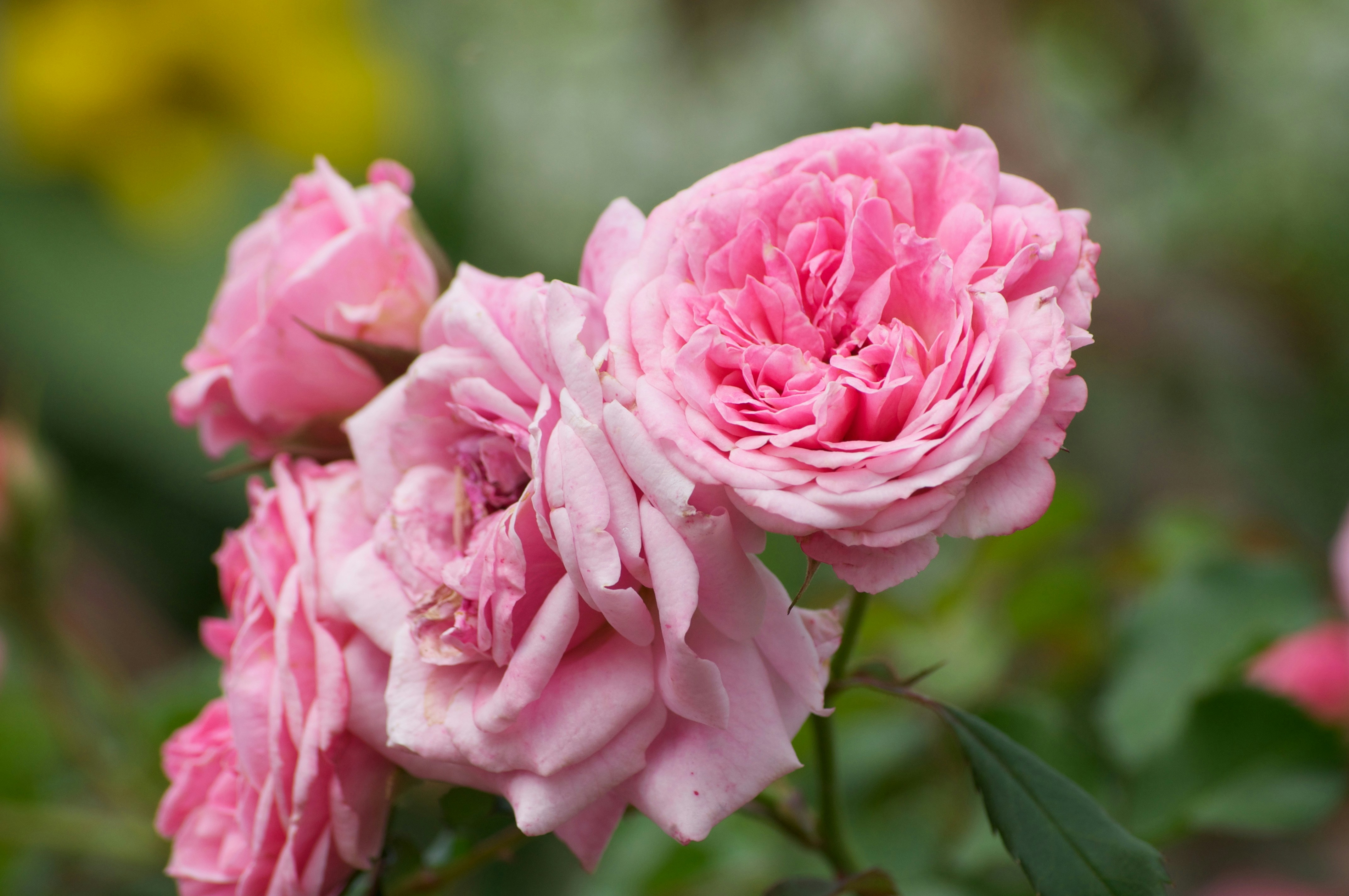 Cluster of delicate pink roses in full bloom, showcasing intricate petal layers and vibrant color against a softly blurred background.