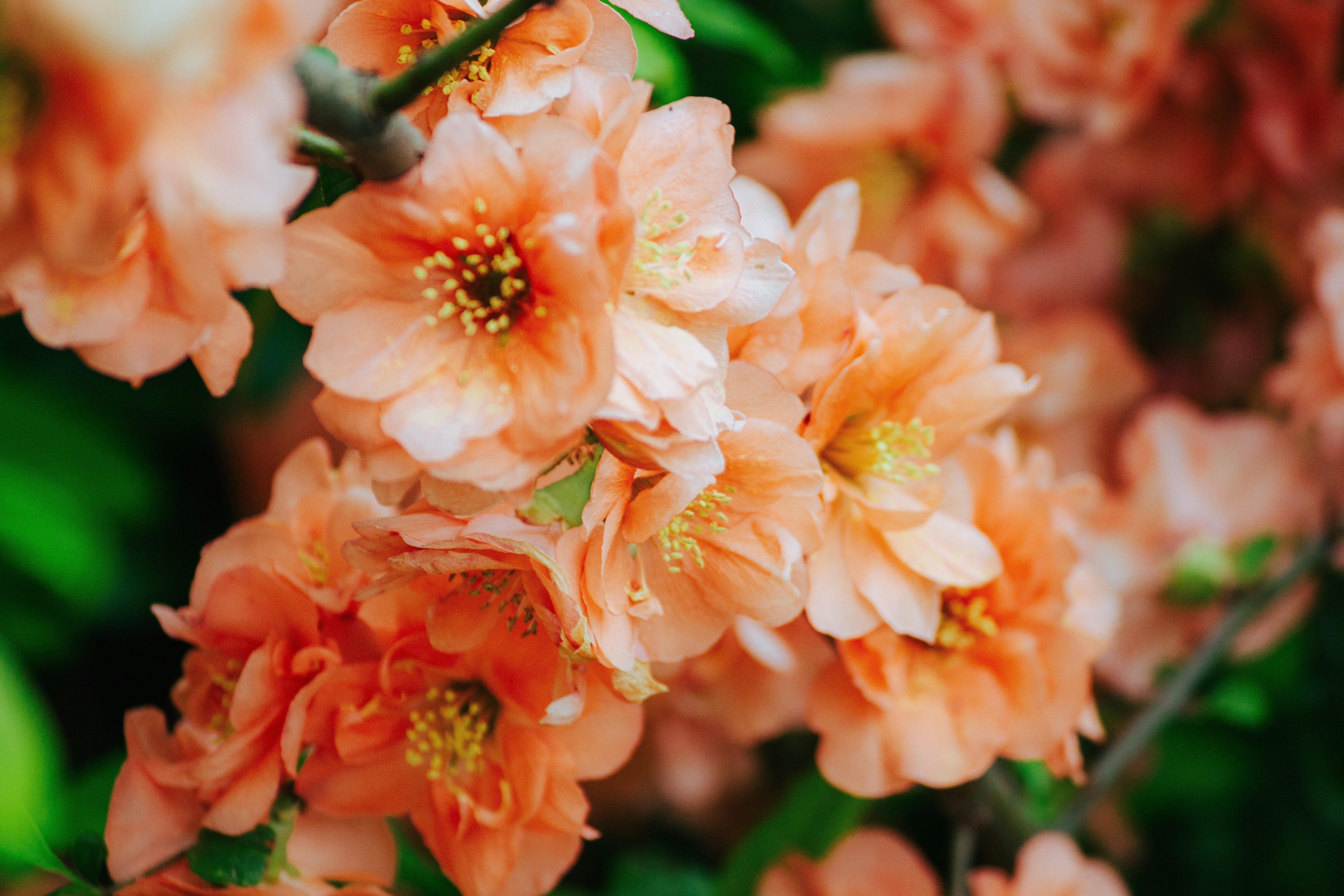 Peach-colored Flowering Quince blossoms with delicate petals and vibrant yellow stamens.