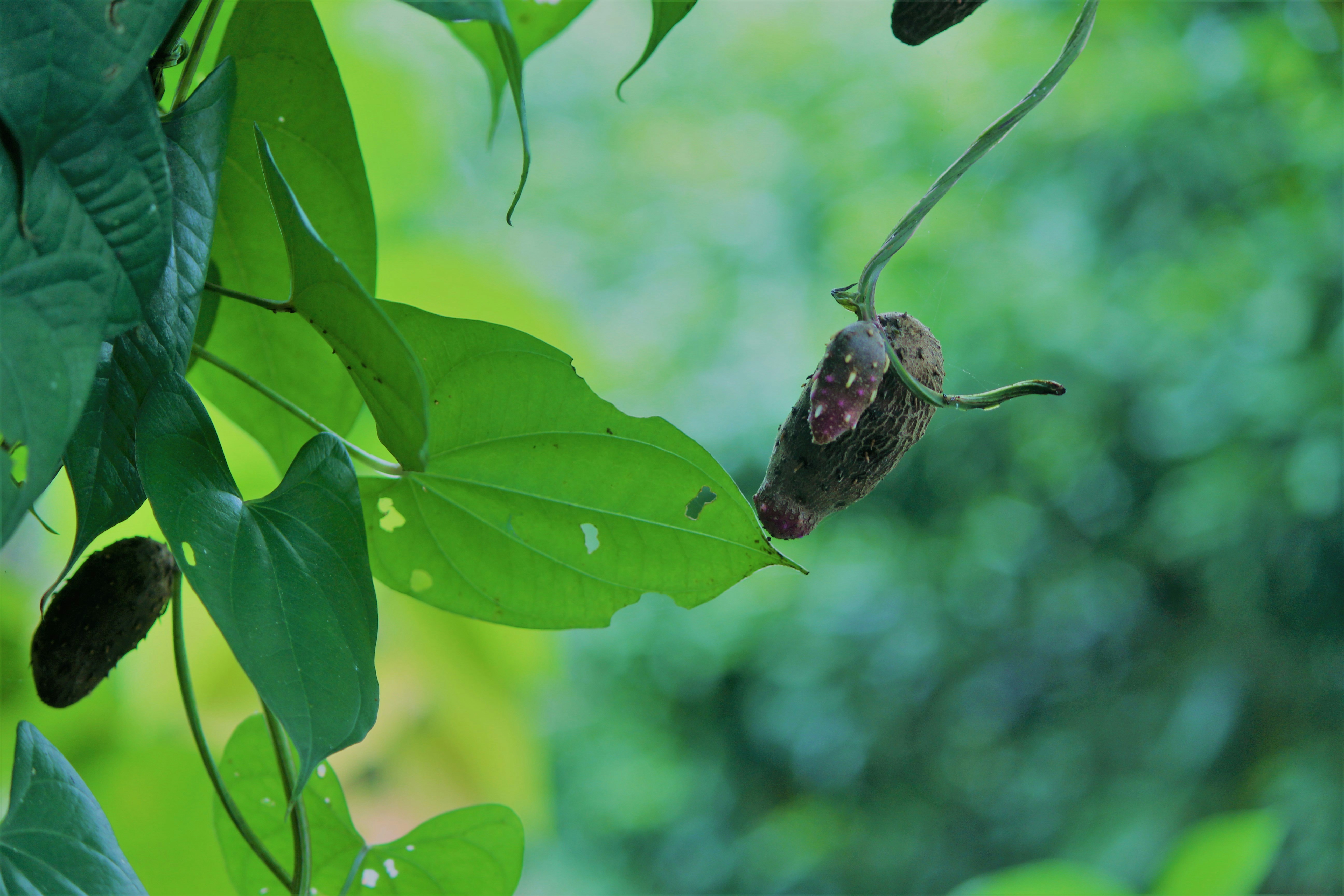 A solitary seed pod suspended in emerald hush