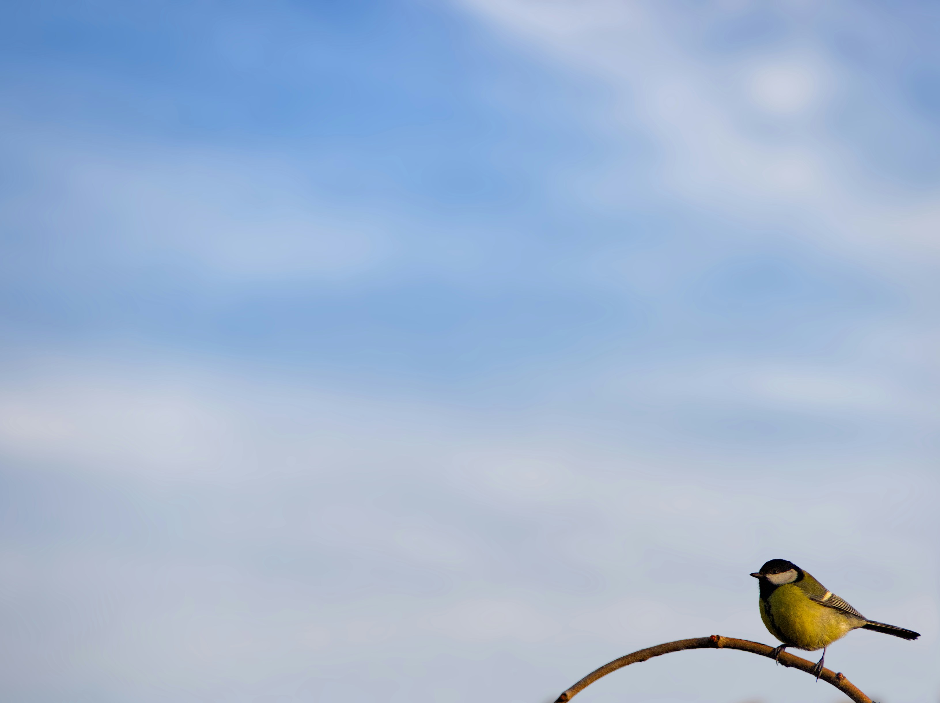 A small bird perched on a slender branch against a serene blue sky, embodying tranquility in nature.