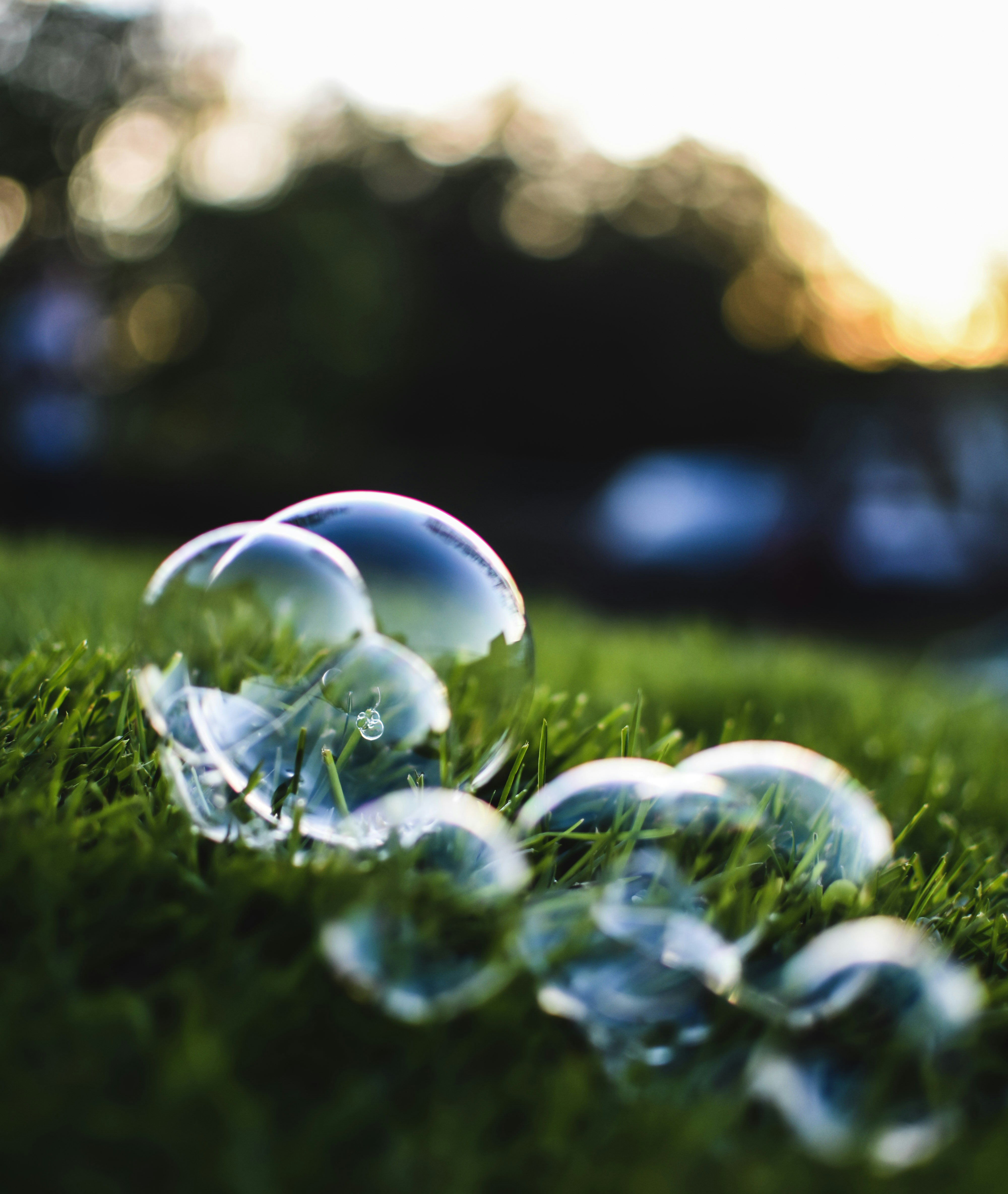 Water drop on green grass during daytime photo – Free Plant Image on ...
