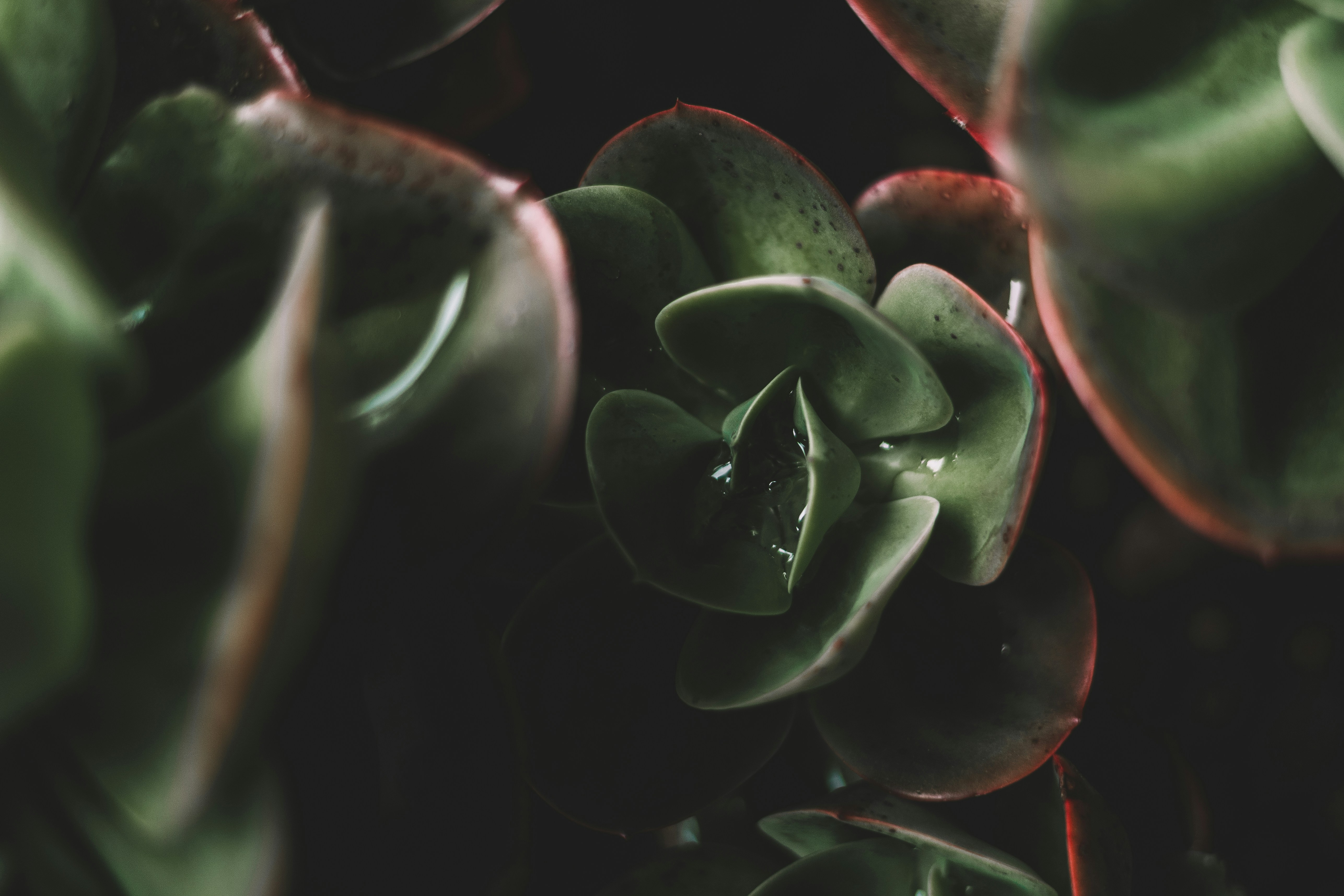 Close-up of succulent leaves with dark green tones and subtle red edges.