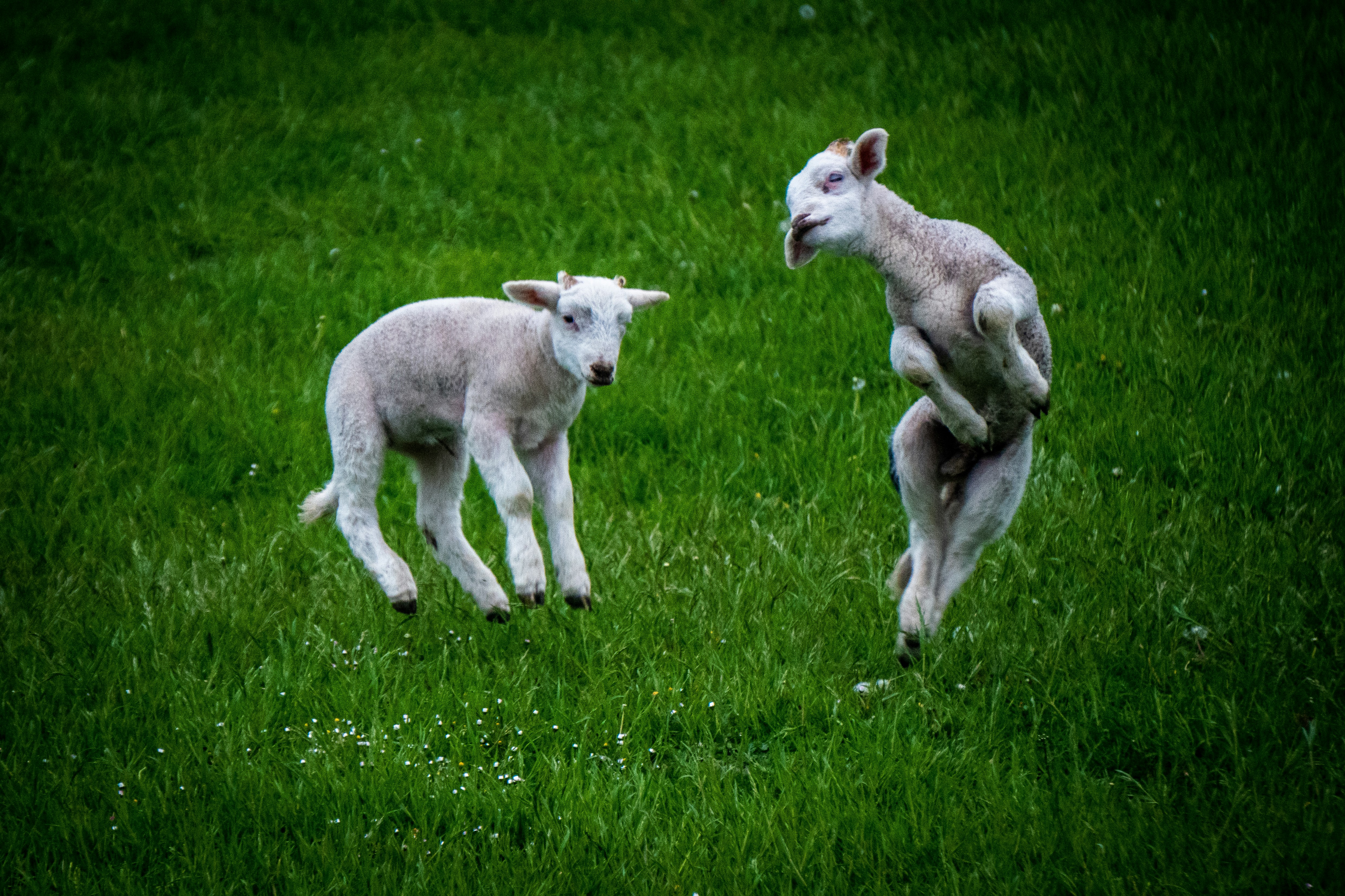 Two lambs in a sunlit pasture share a playful moment
