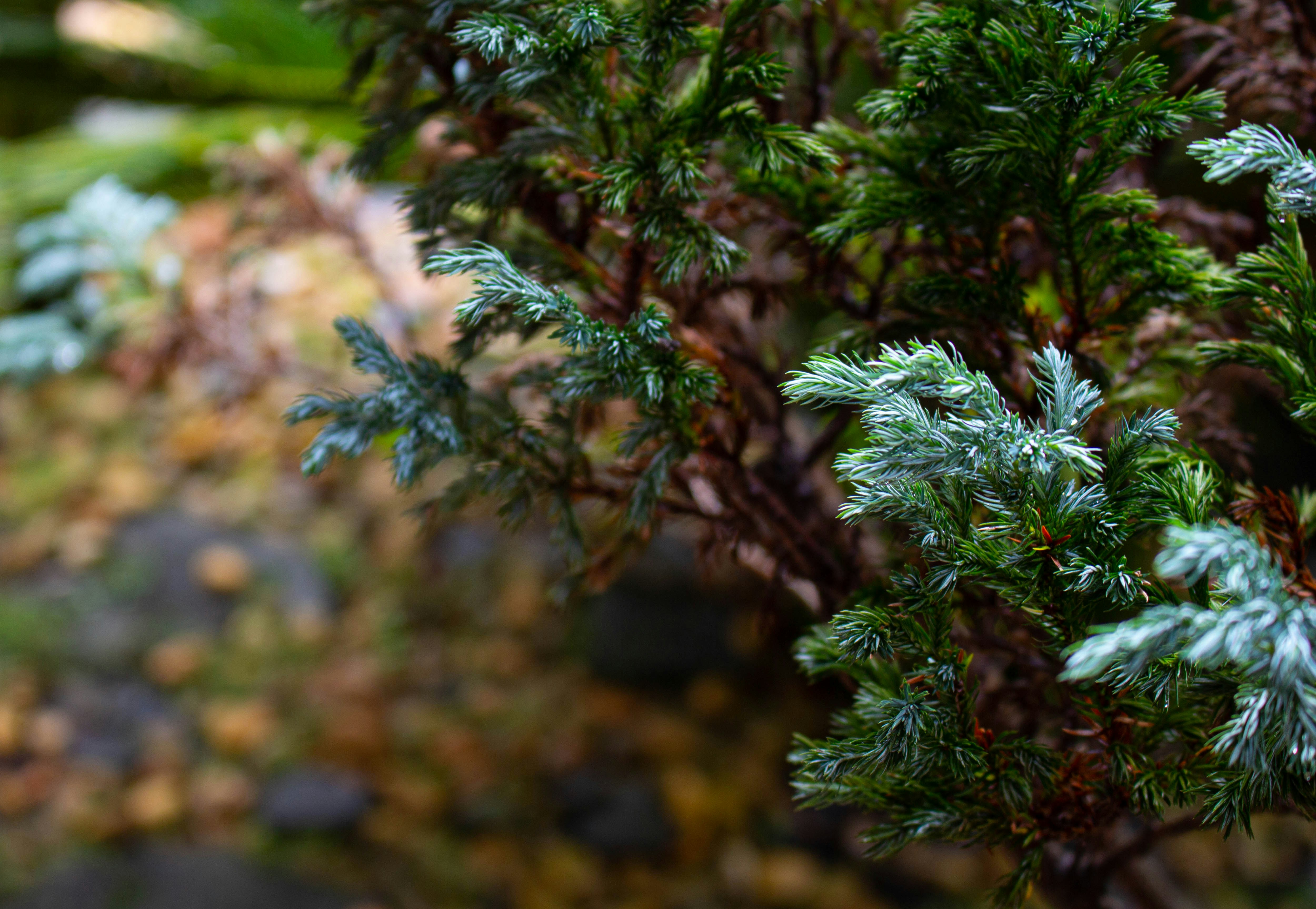 Pin vert en gros plan photographie photo – Photo Colombie Gratuite sur ...