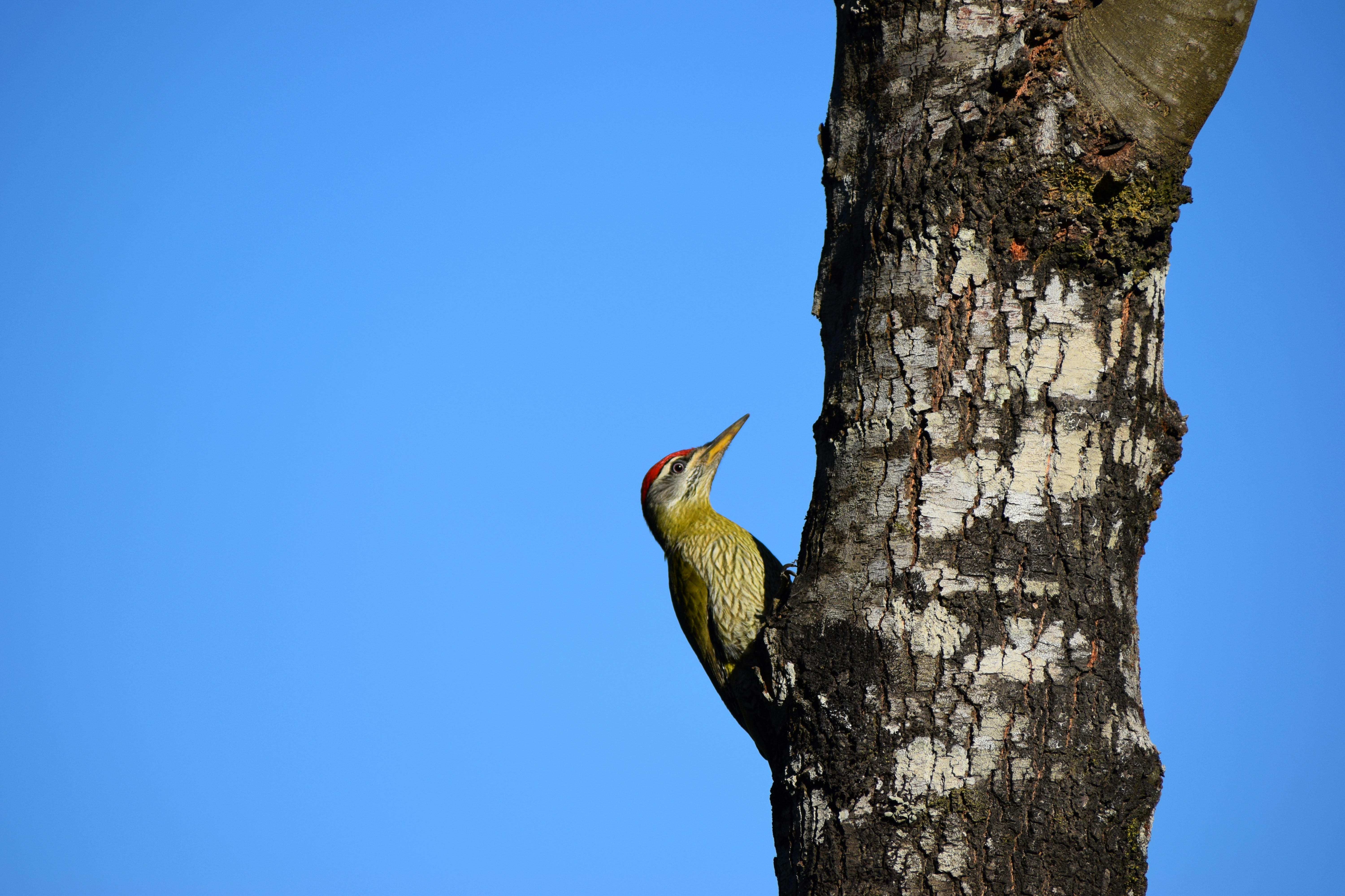 The Woodpecker's Perch: Nature's Artisan at Work