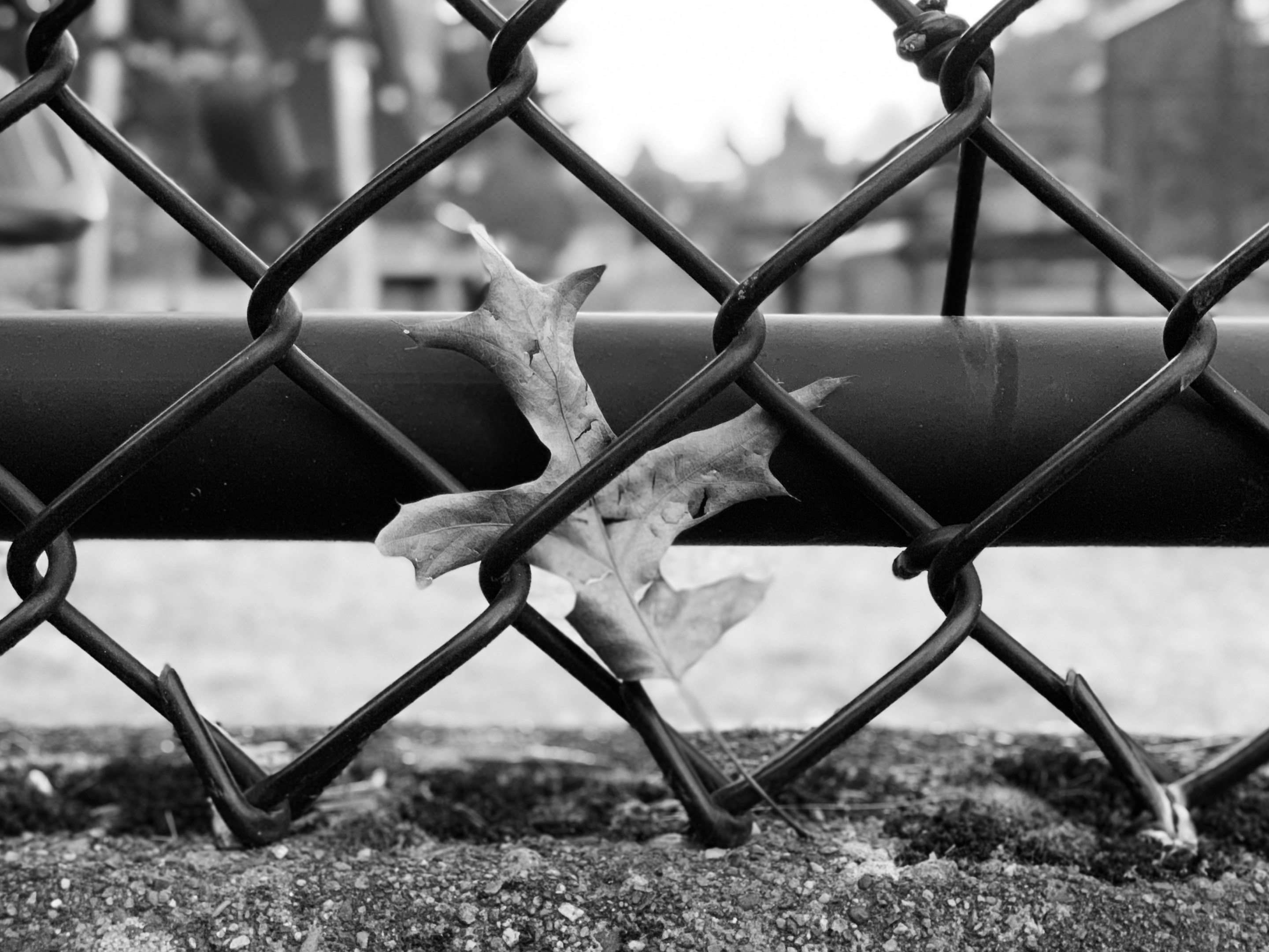 Leaf Pierces the Chain: A Quiet Moment Beyond the Fence