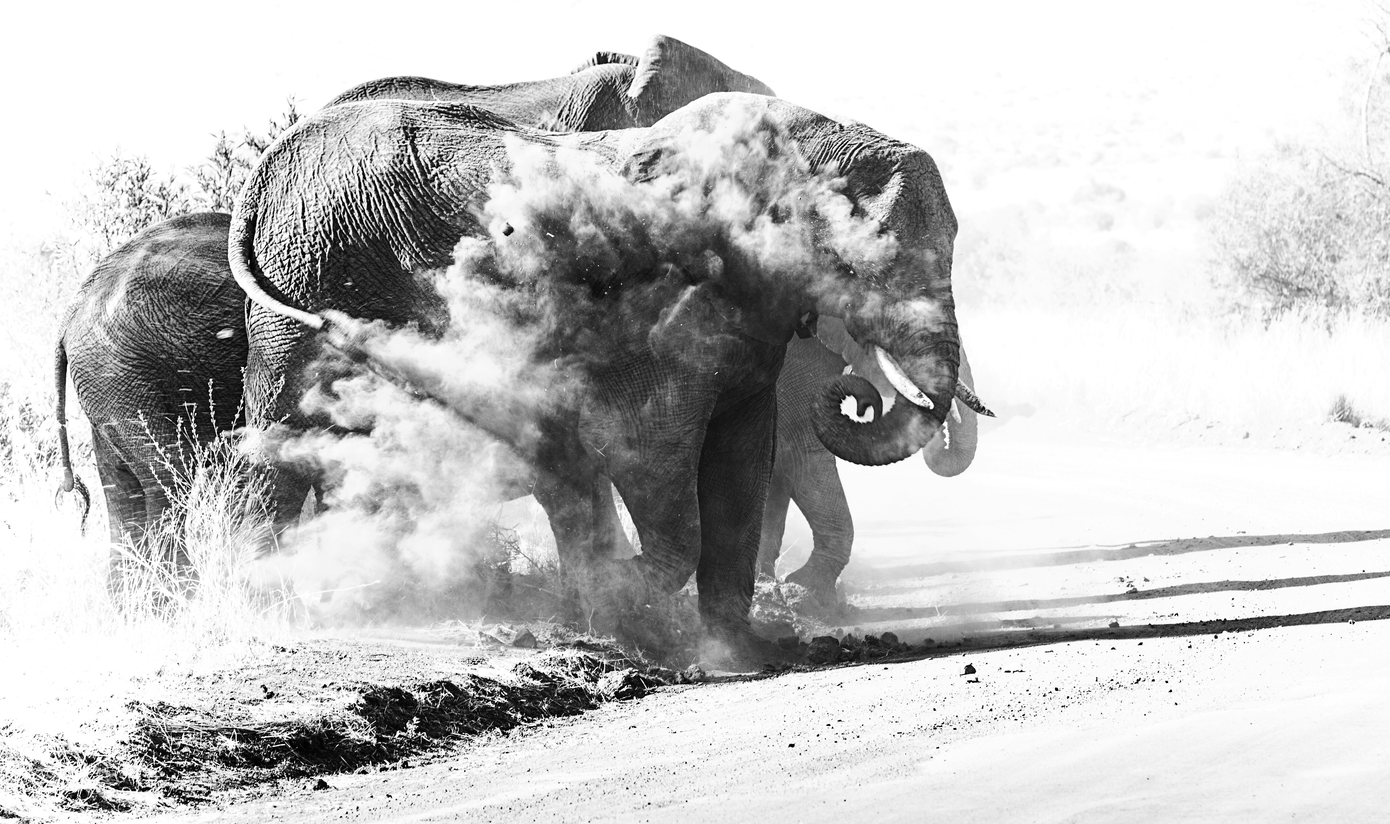 Dust Clouds and Dusty Trample: A Herd of Elephants Charges a Road
