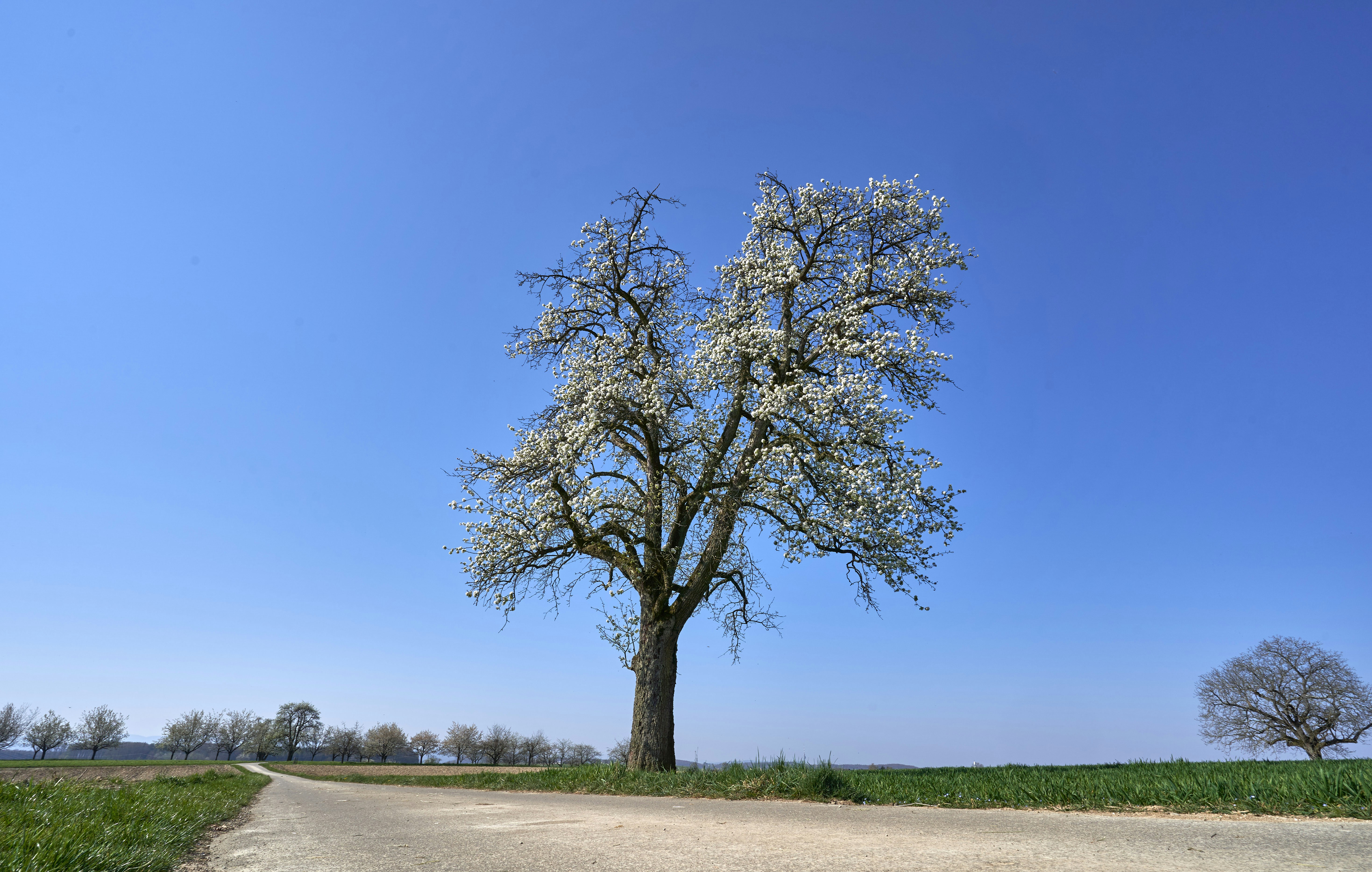 Solitary Blossoming Tree at a Quiet Rural Crossroad