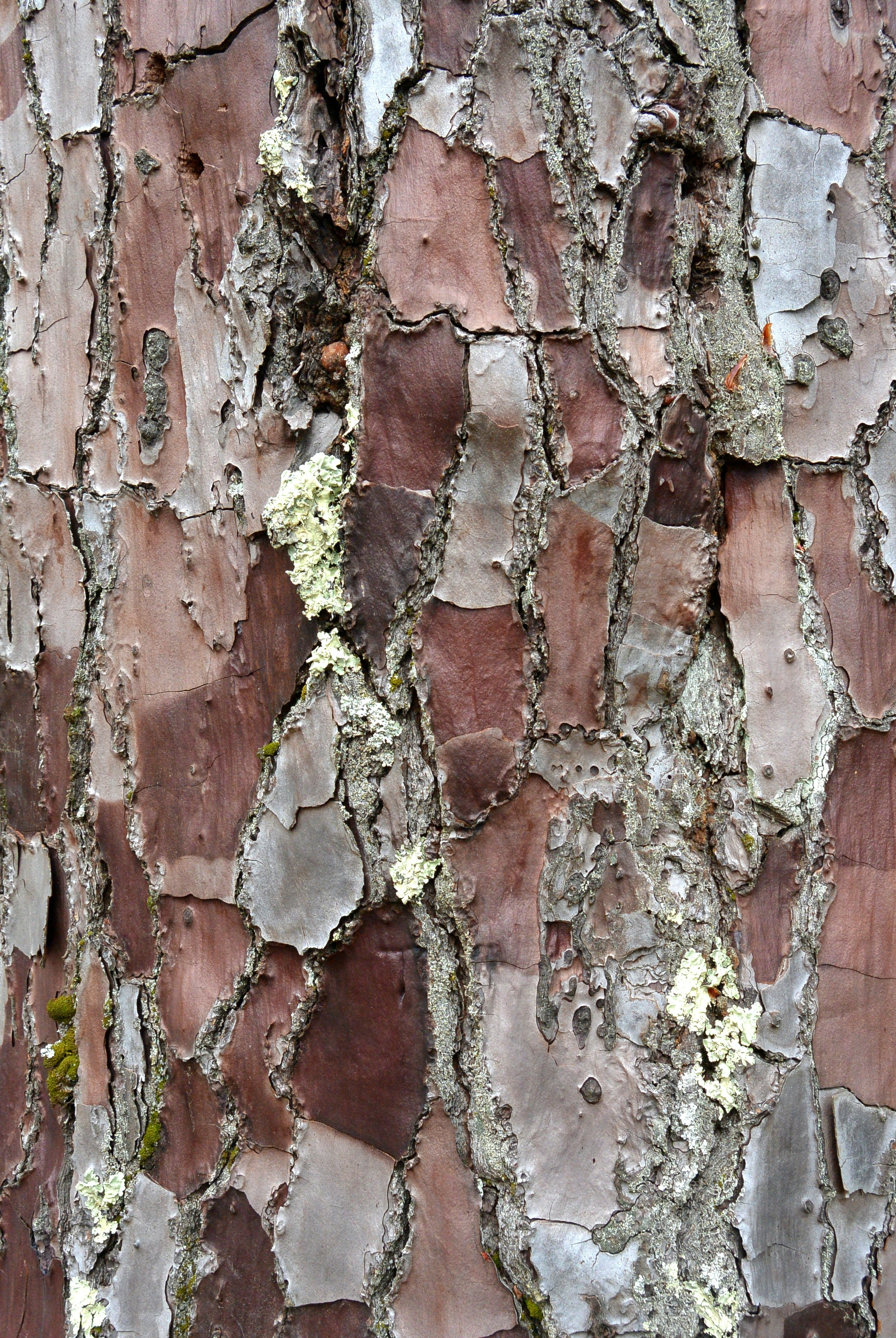 Close-up of textured bark showcasing intricate patterns and colors, adorned with patches of lichen. The natural artistry of a tree's surface is highlighted.