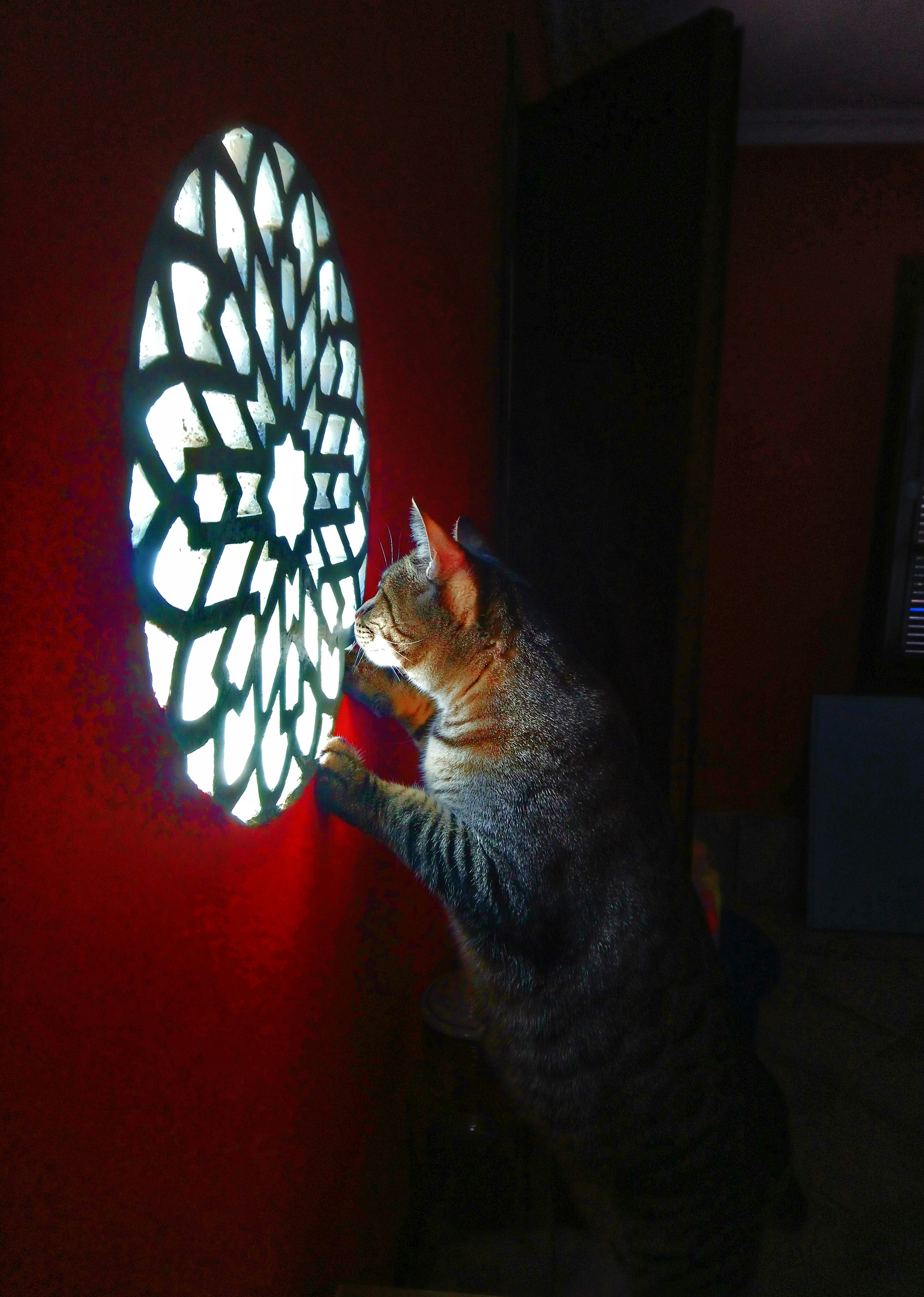 Cat stands on hind legs, paws on a circular glowing lattice window mounted on a red wall.