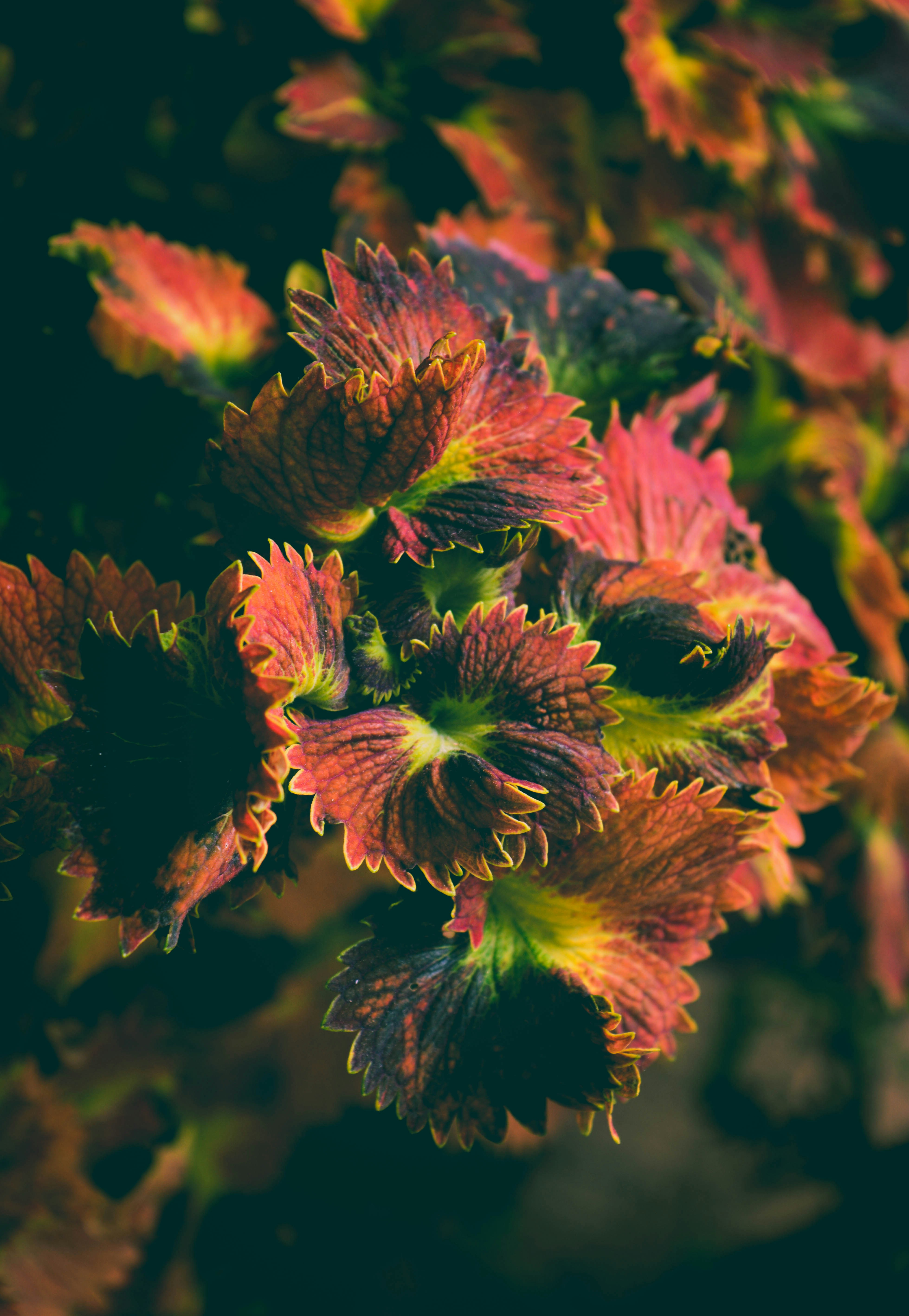 Crimson-Tipped Coleus: Close-Up of Fringed Foliage in Quiet Light