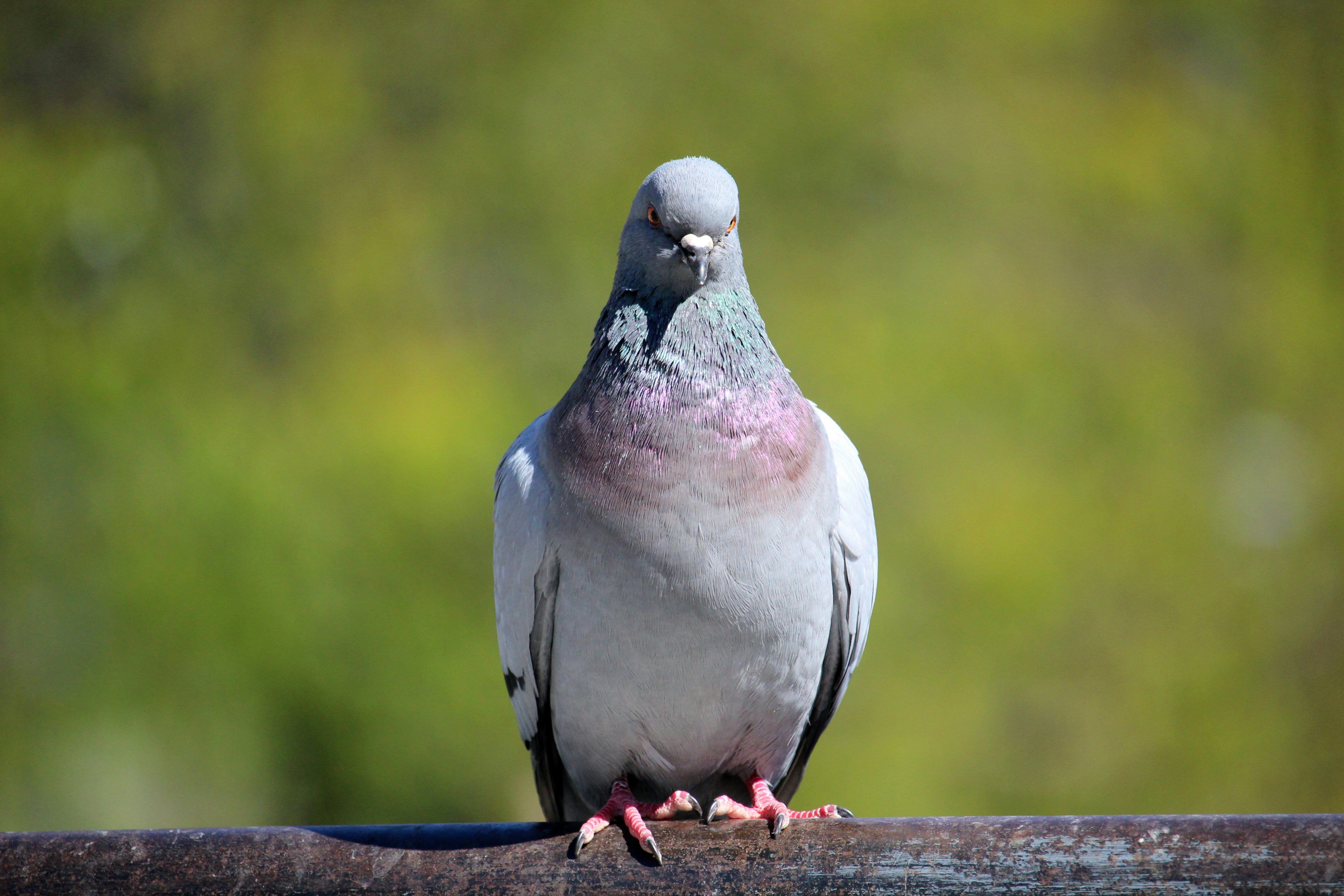 Pink-Necked Pigeon Perched on a Weathered Rail in Soft Green Light