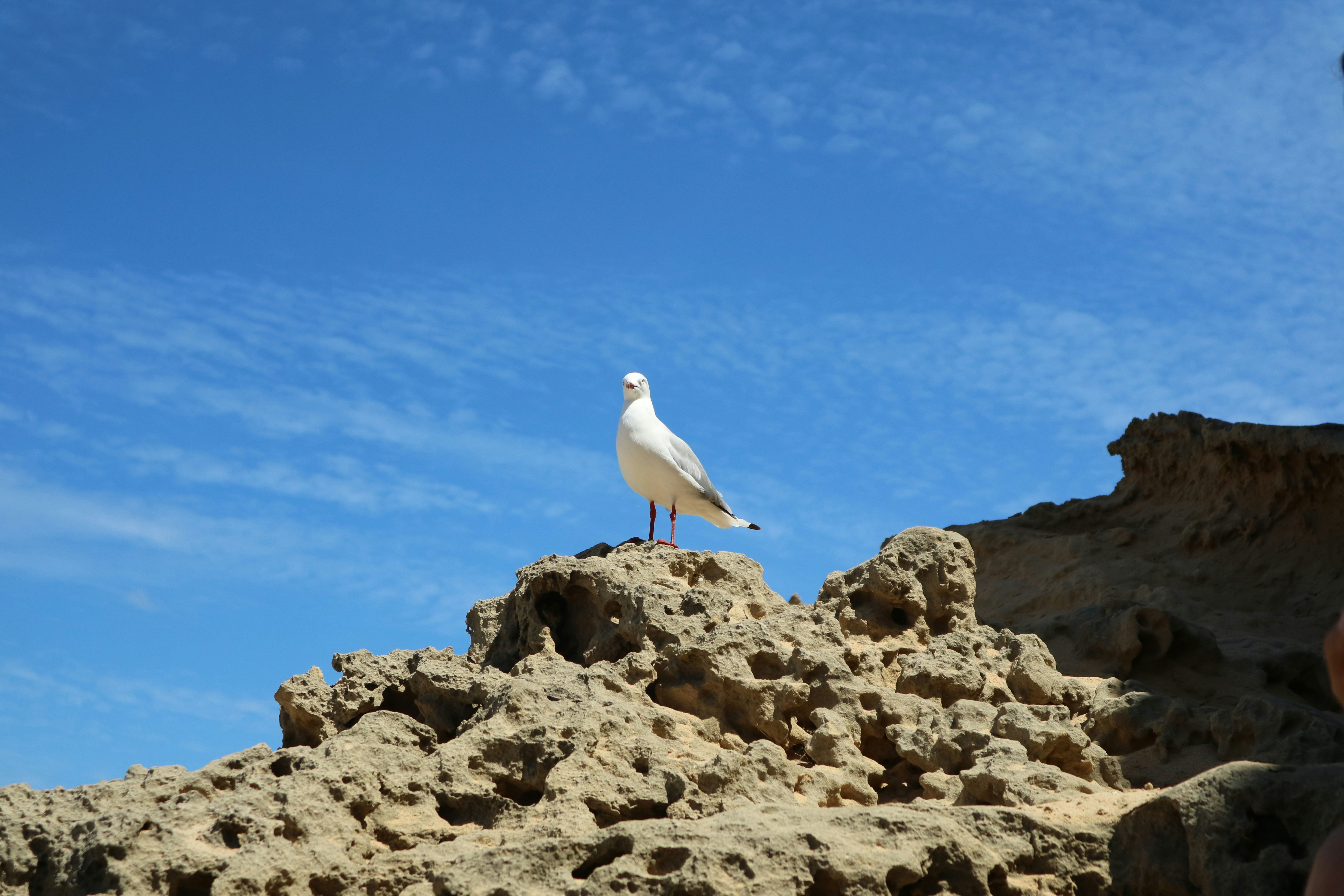 Seagull