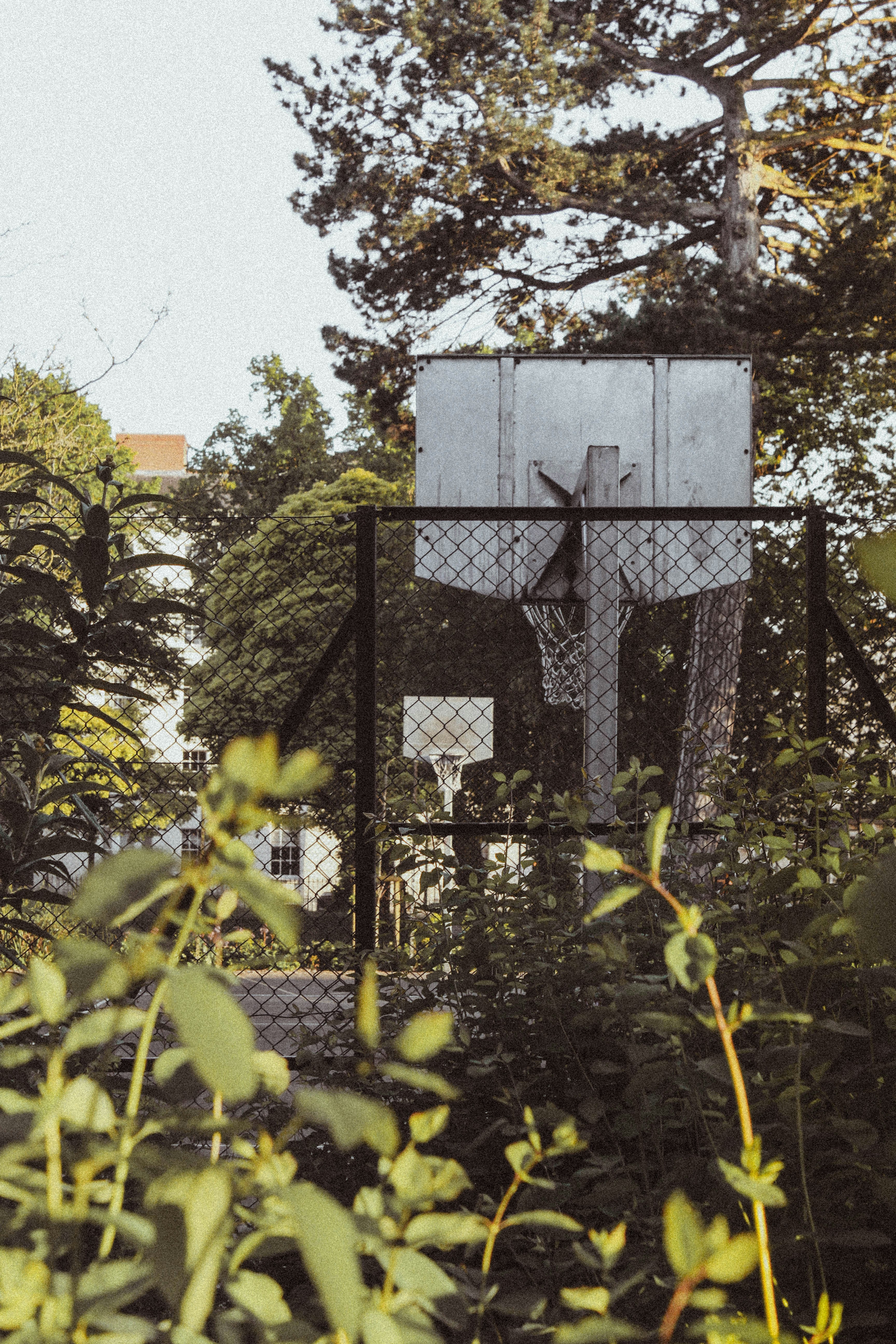 The Quiet Court: Hoop Framed by Fence and Foliage