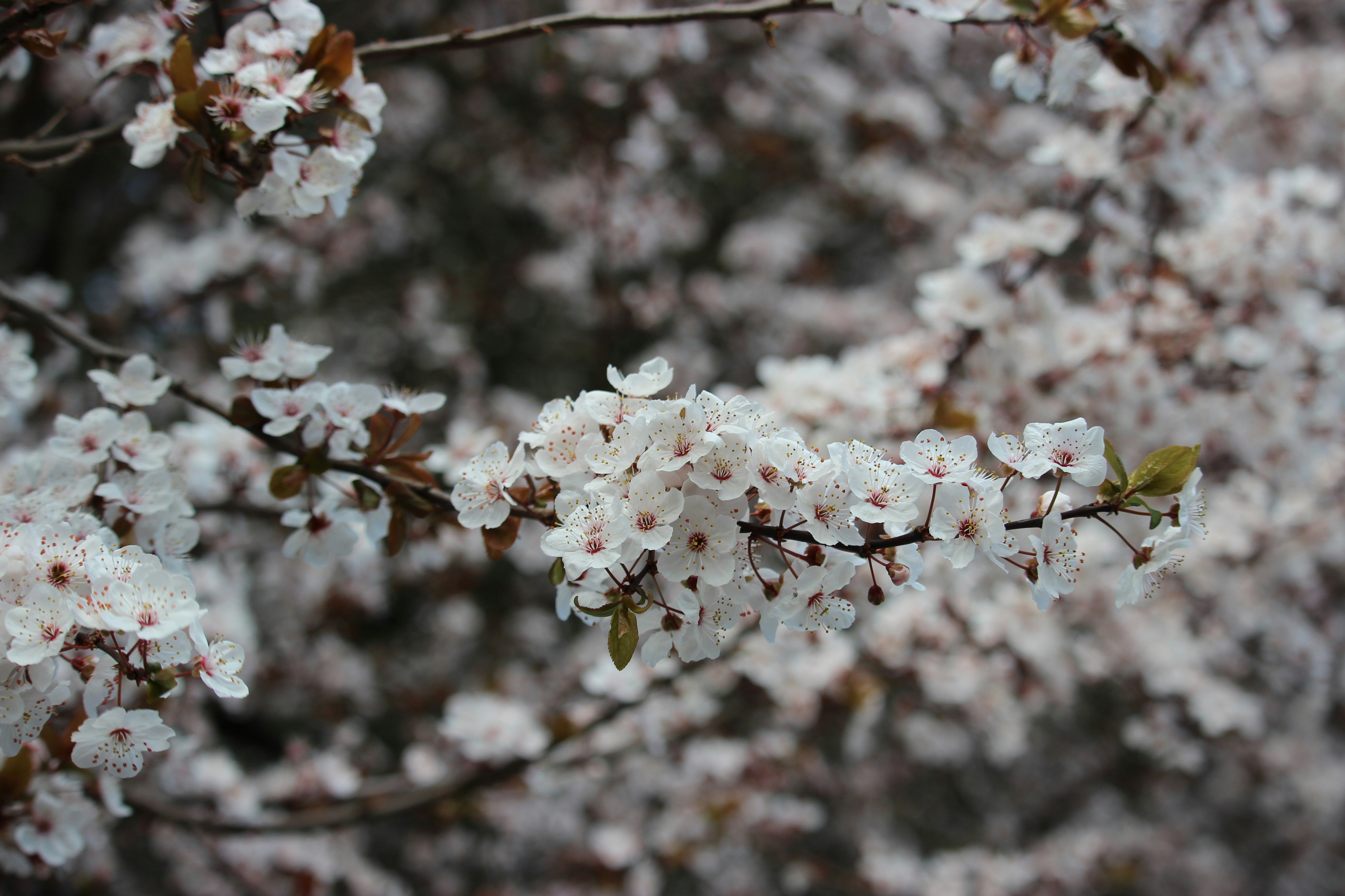 Delicate white blossoms on tree branches with a soft-focus background.