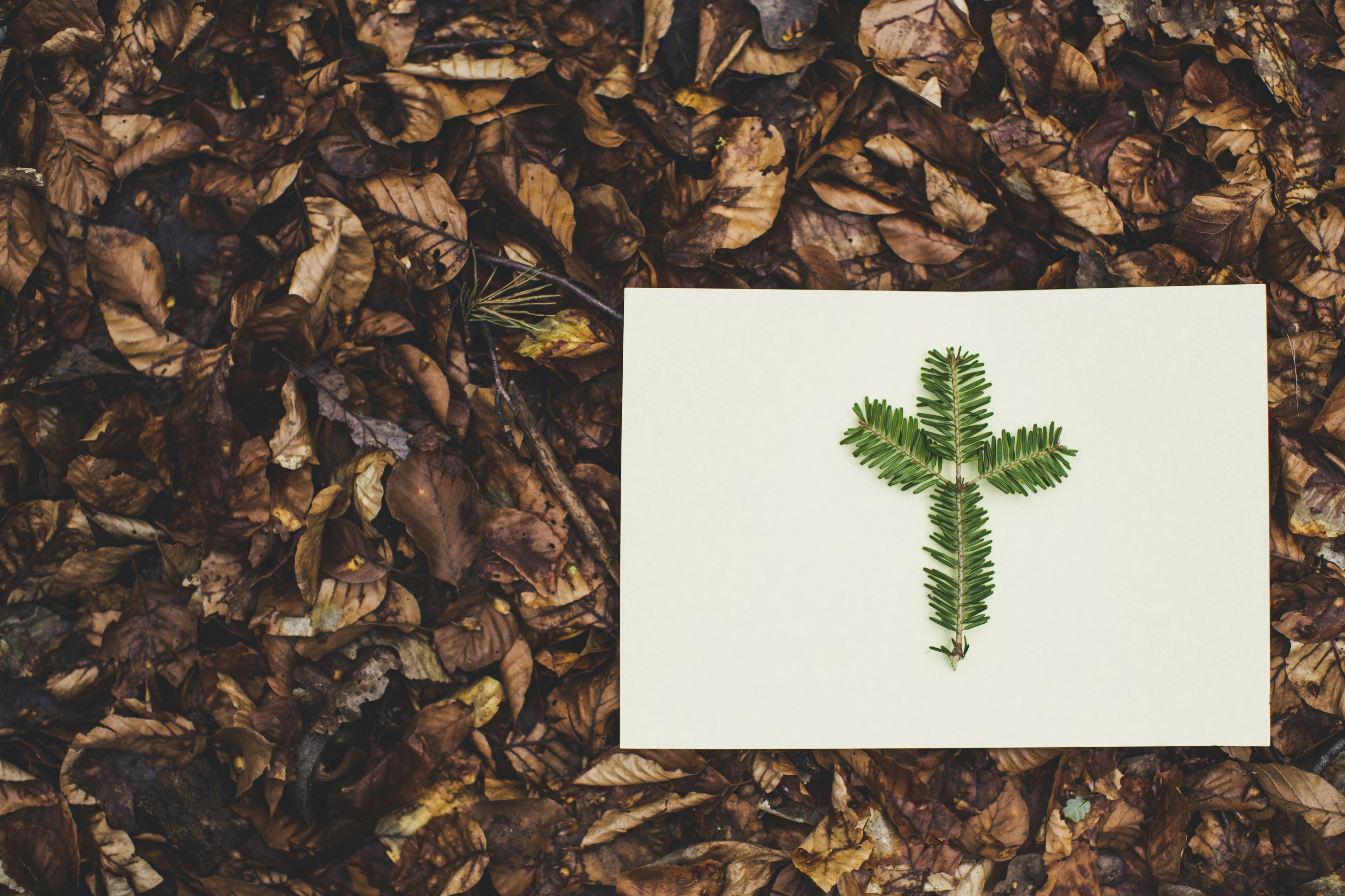 Green fern leaves arranged in the shape of a cross on a bed of autumn leaves.