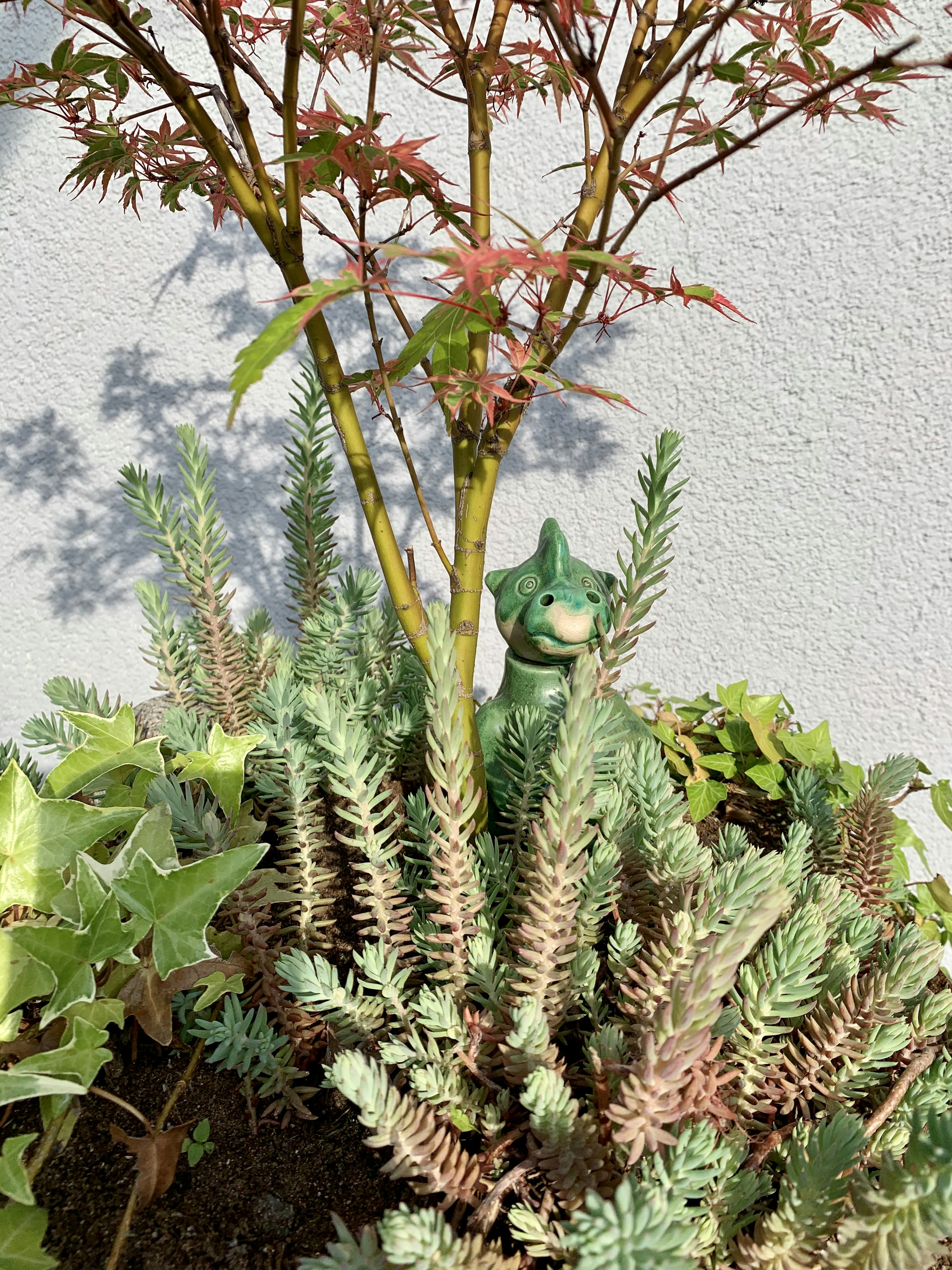 green cactus plant beside white wall