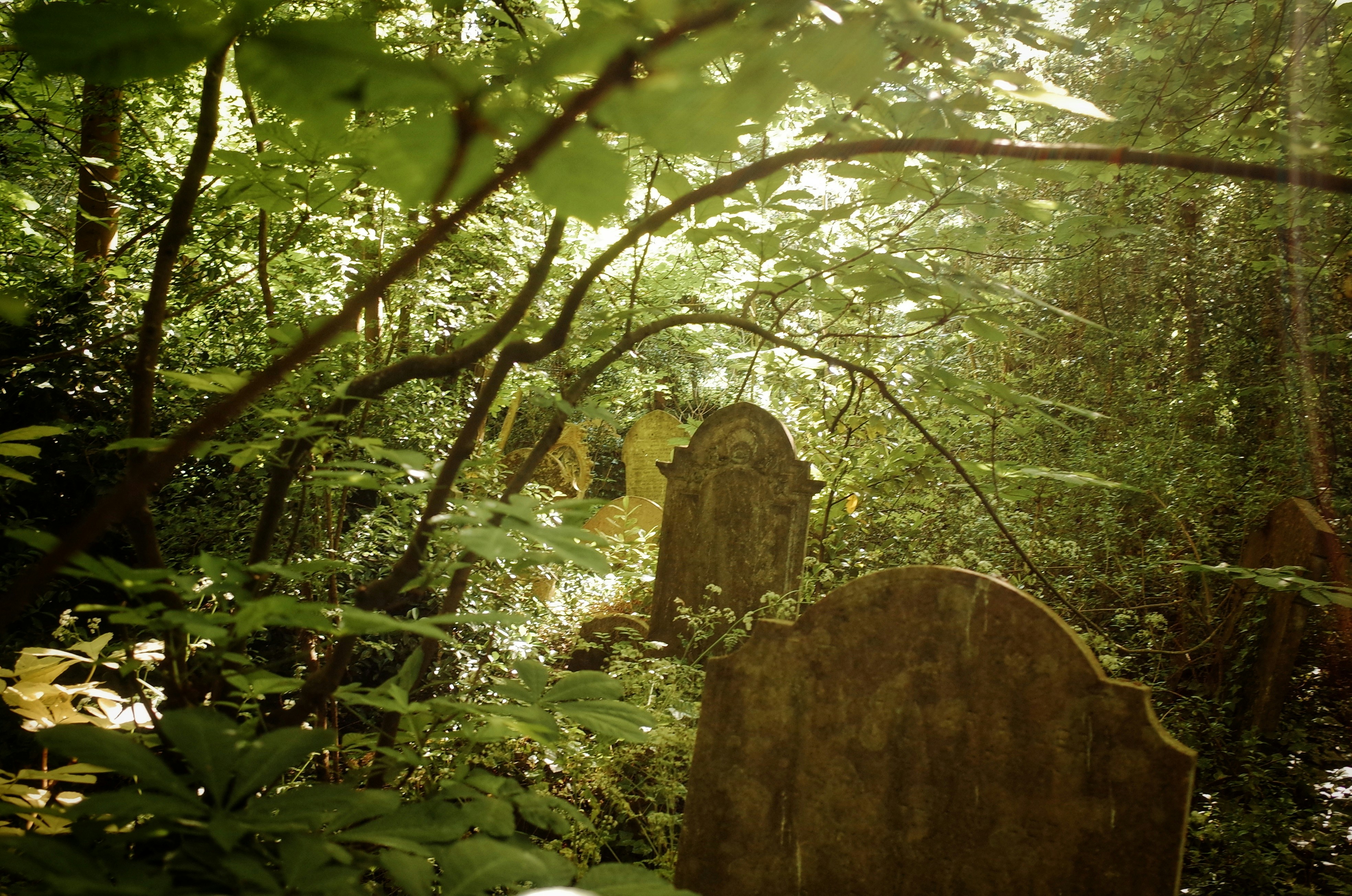 Rigor Mortis Photo Pictures | Download Free Images on Unsplash