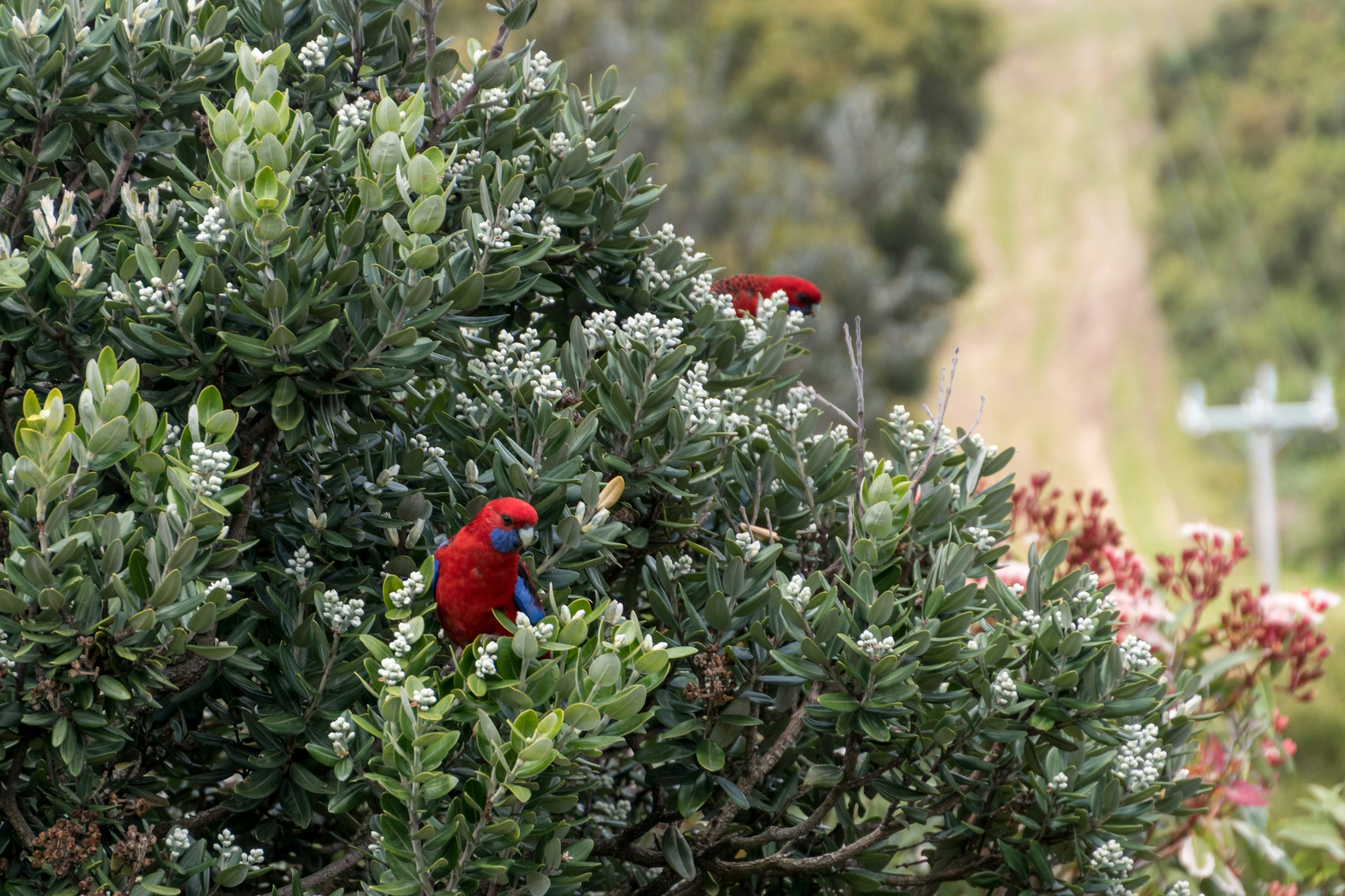 Scarlet Parrots Amid Greenery