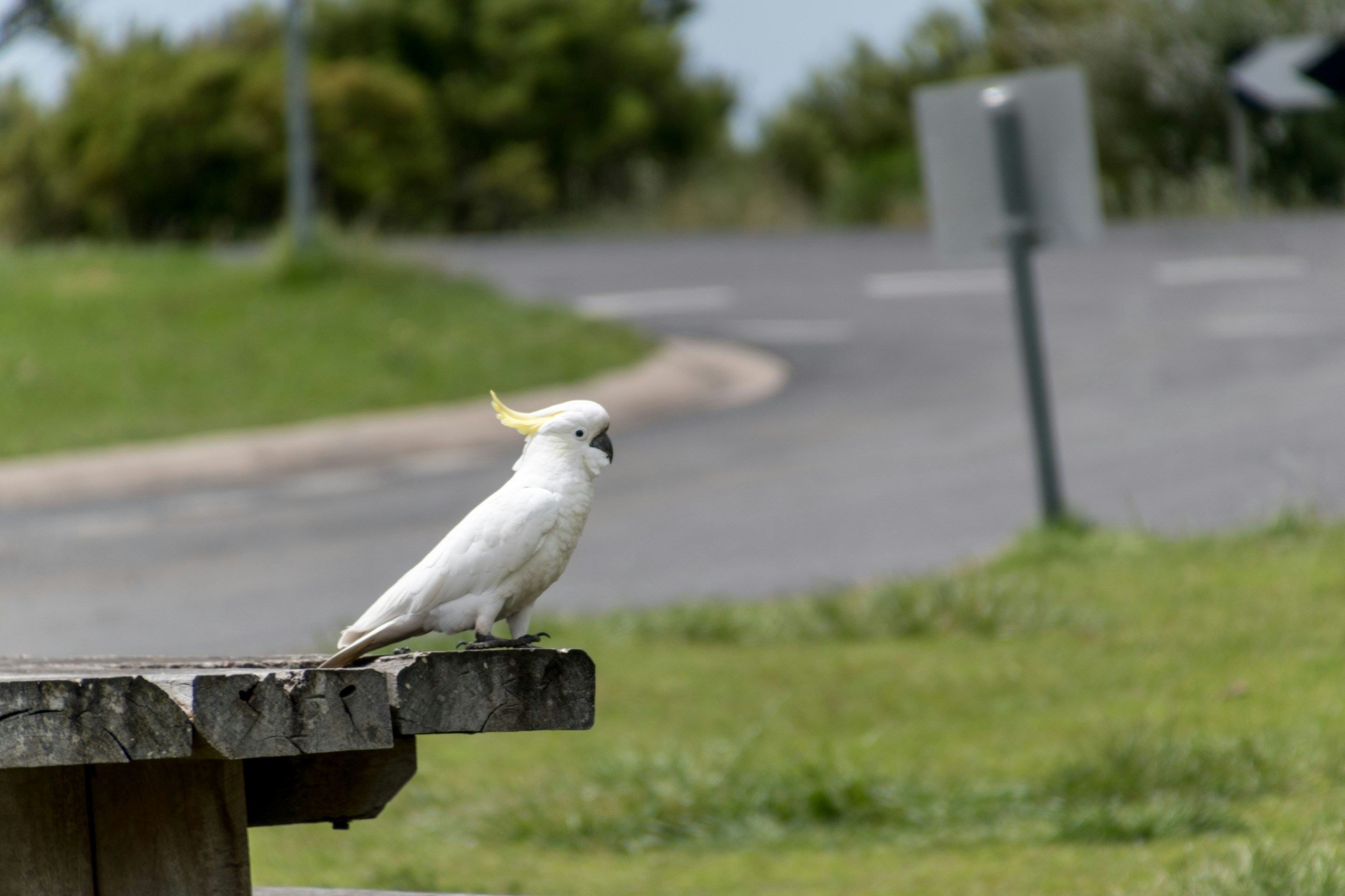 The Crest on the Weathered Rail: White Cockatoo at Park Edge