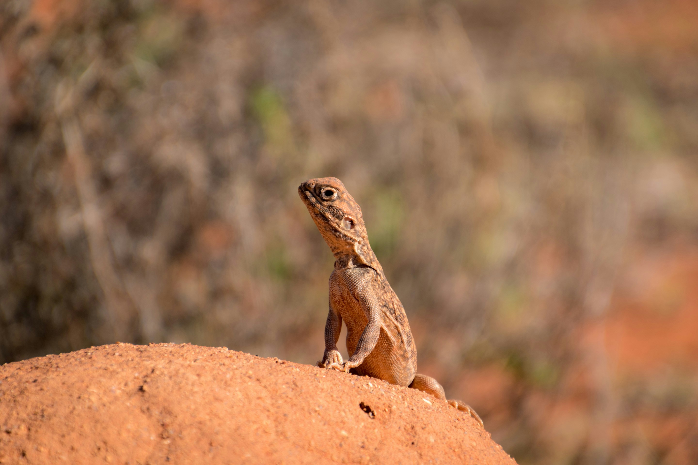 Brown and black lizard on brown rock during daytime photo – Free ...