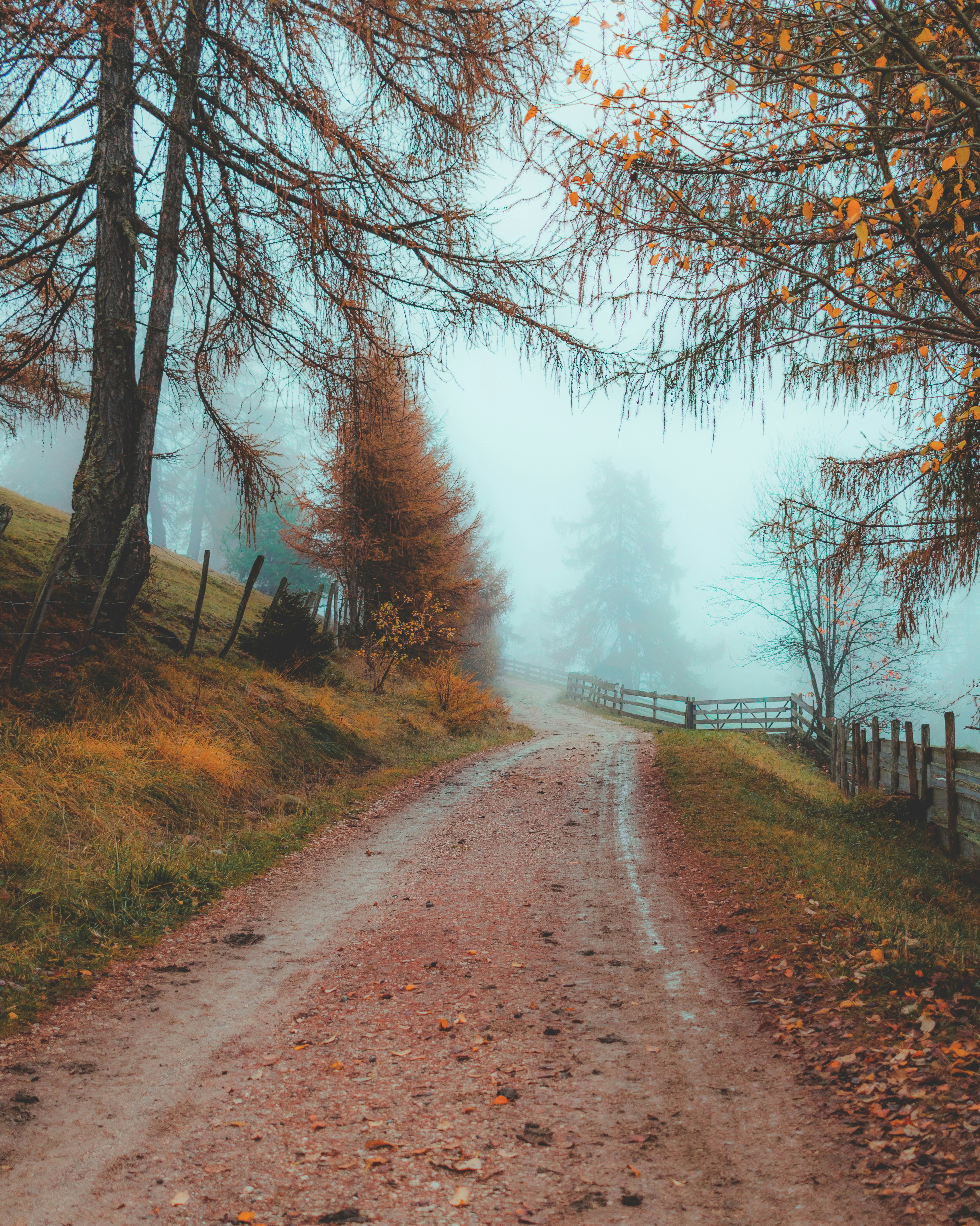 Fading Path Through the Fog: An Autumnal Vanishing Point