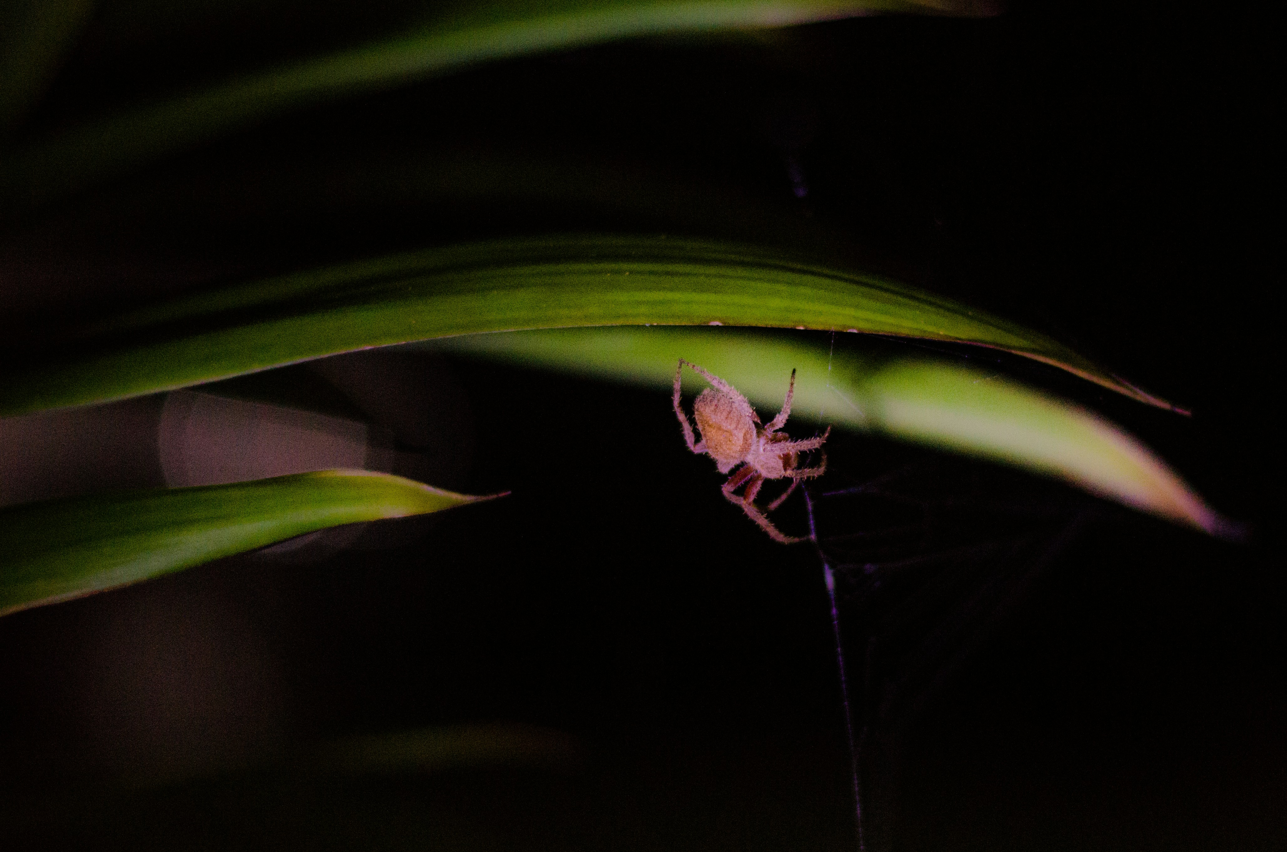 Spider poised beneath vibrant green leaves against a dark background.