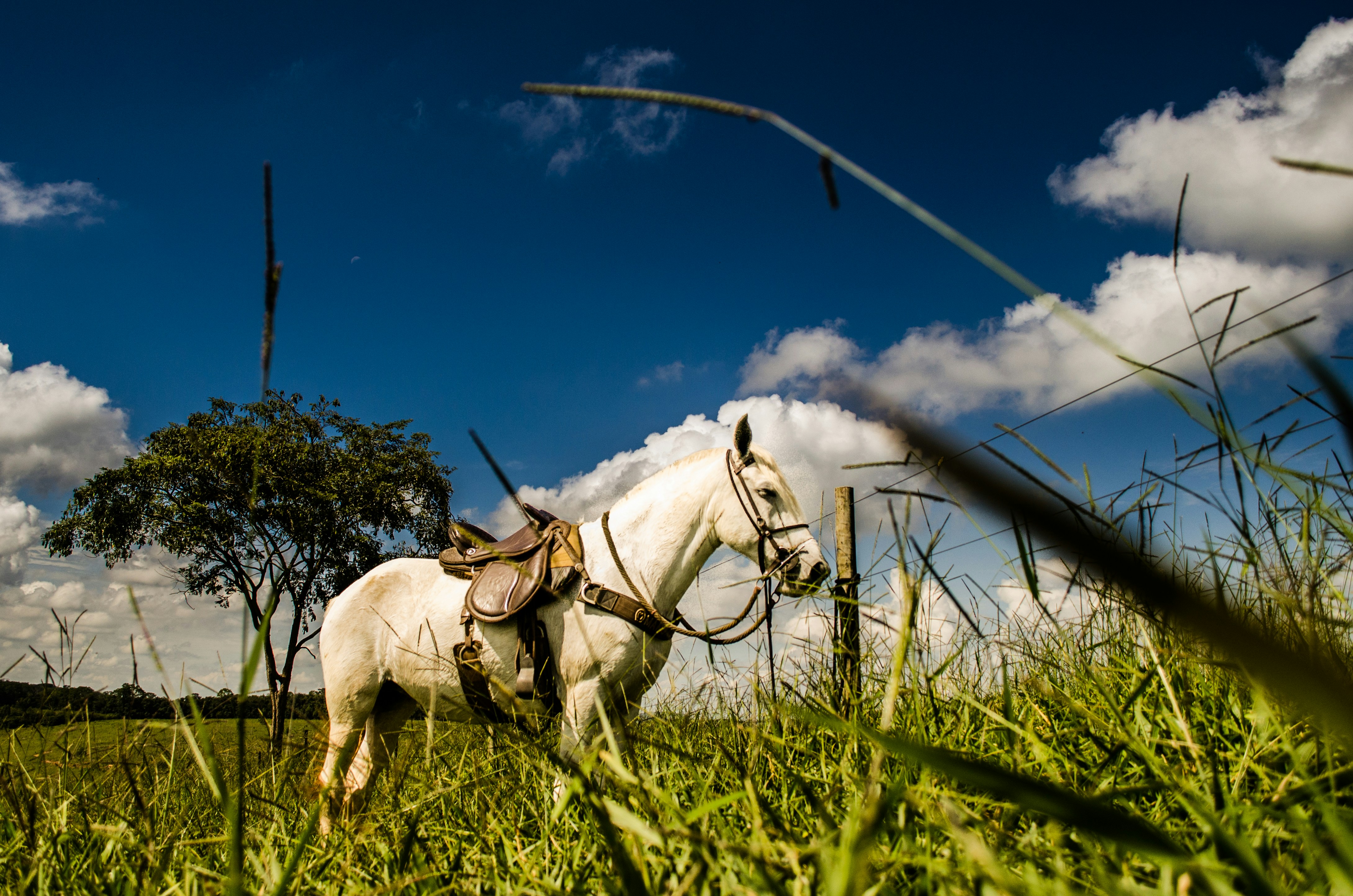 White Steed at the Meadow's Edge Under a Clear Blue Sky