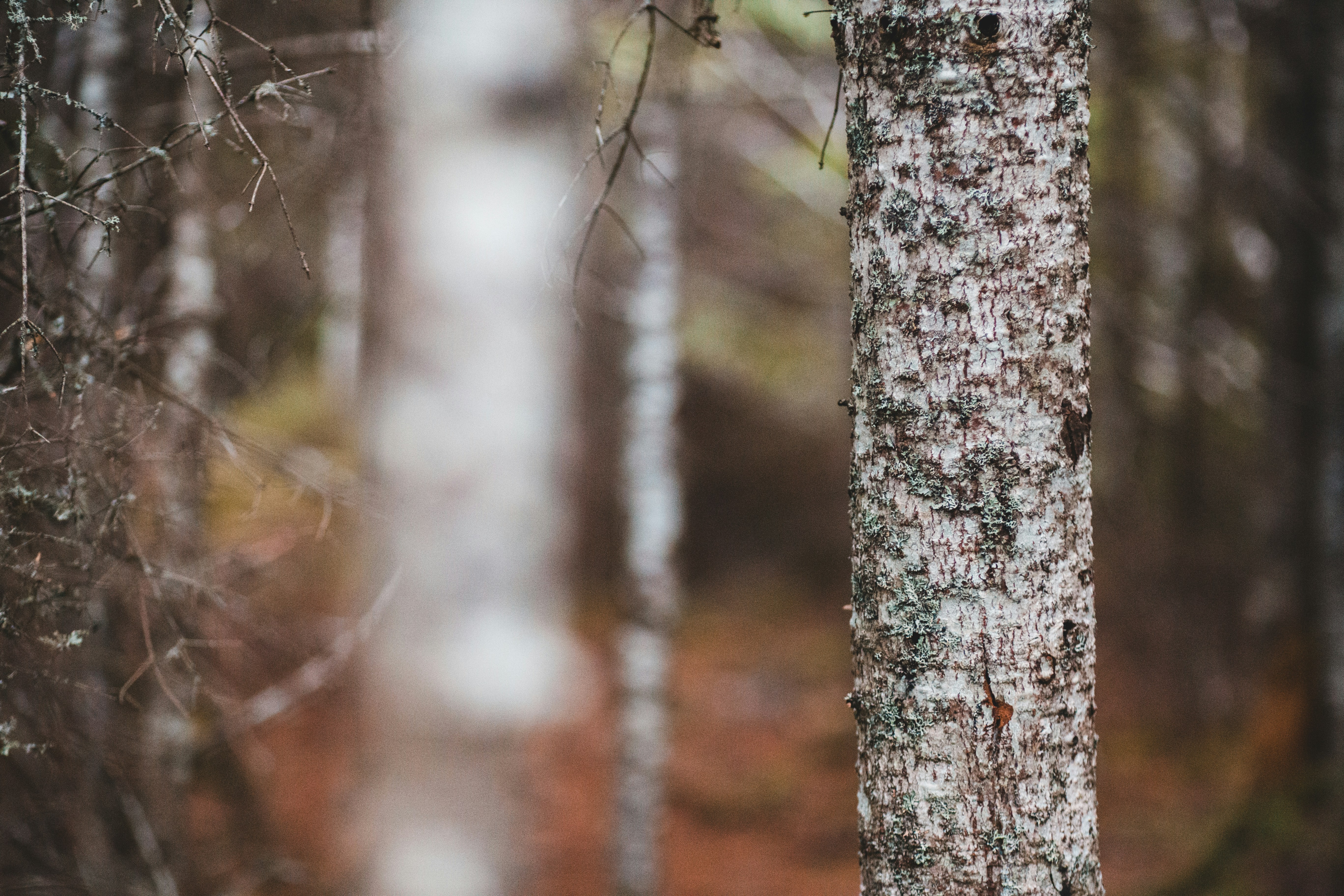 Gray tree trunk in tilt shift lens photo – Free Grey Image on Unsplash