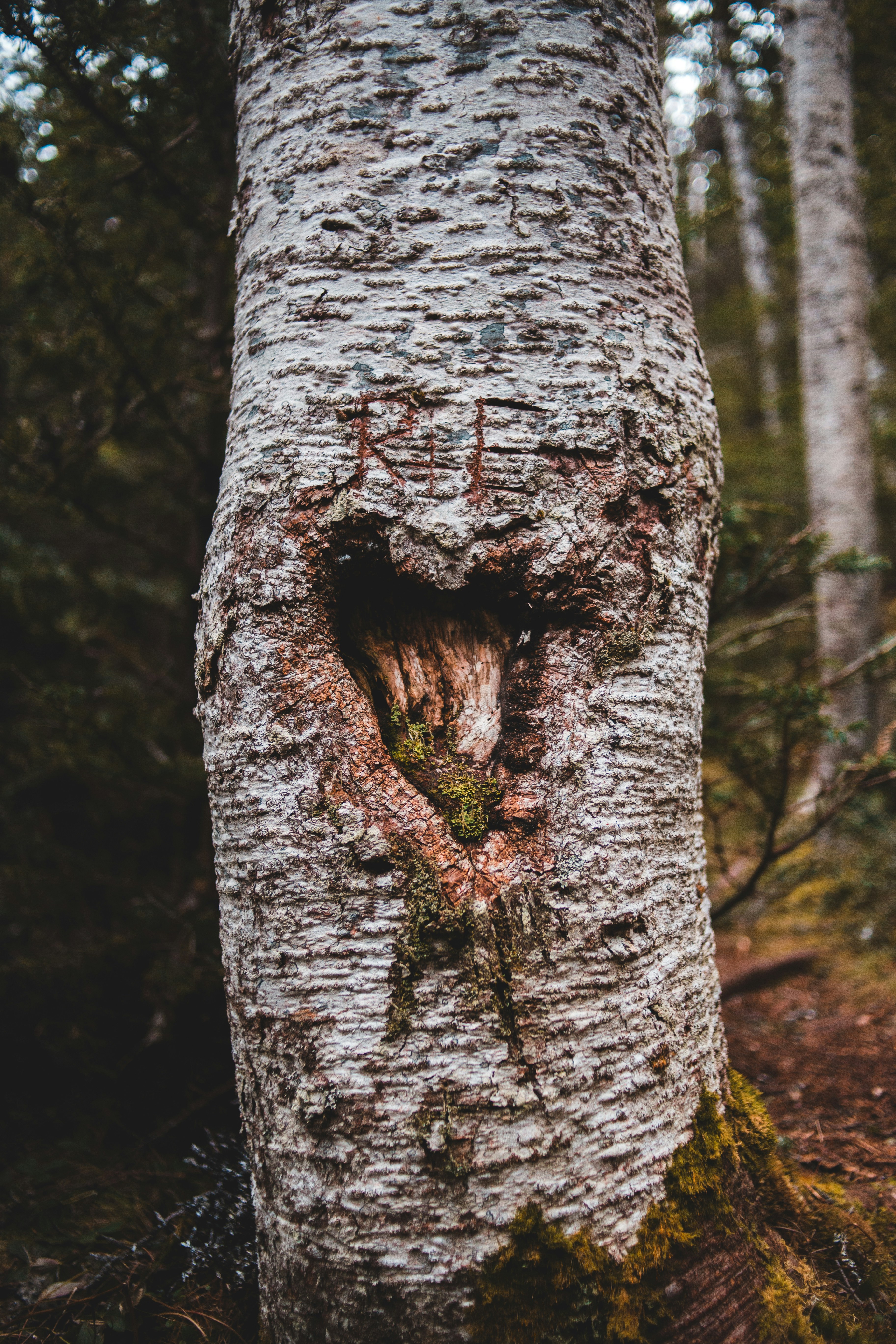 Scarred Birch Gate: A Forest Heart Carved in Bark