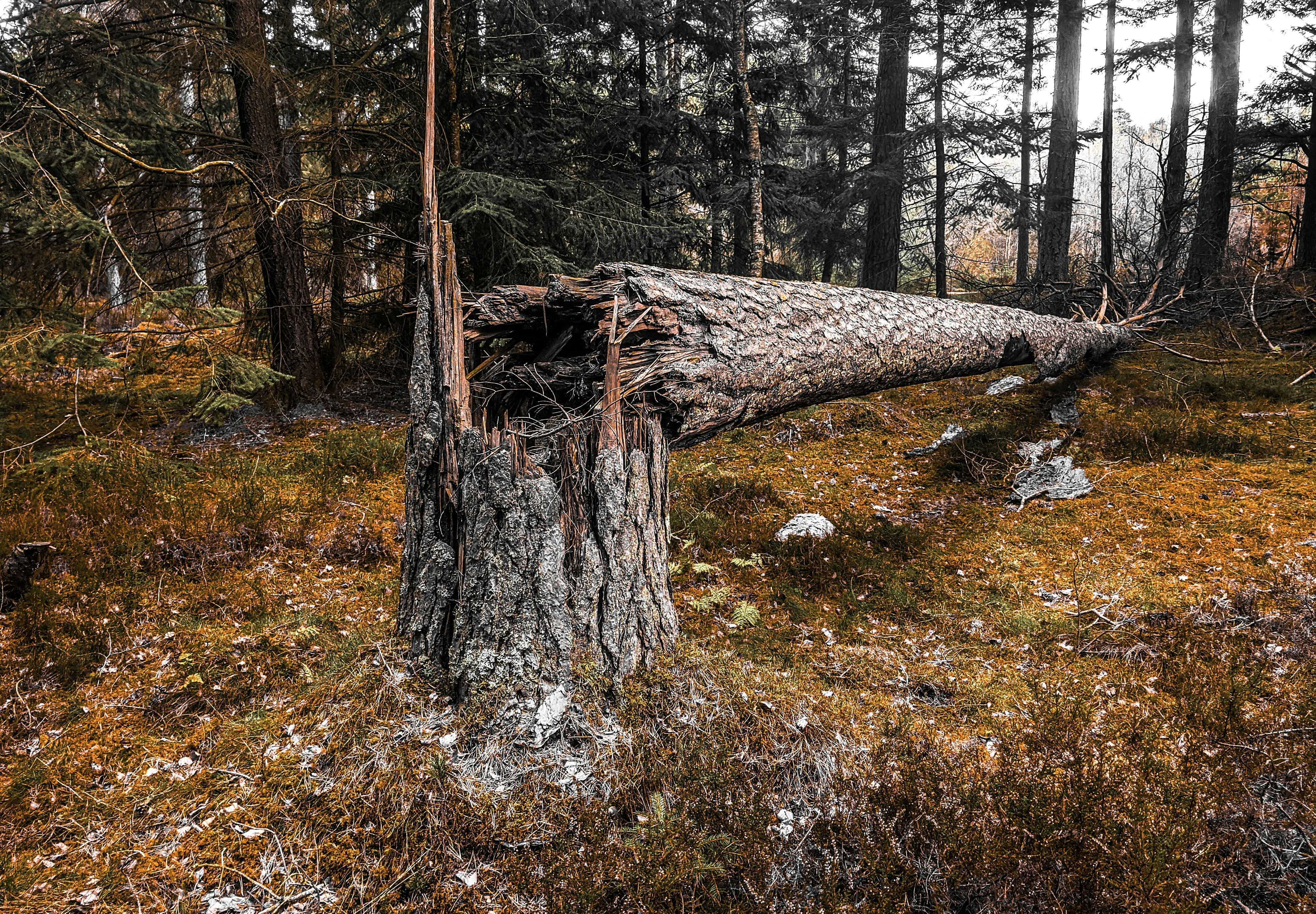 Fallen Giant: A Weathered Cedar Reaches Across a Quiet Woodland Floor