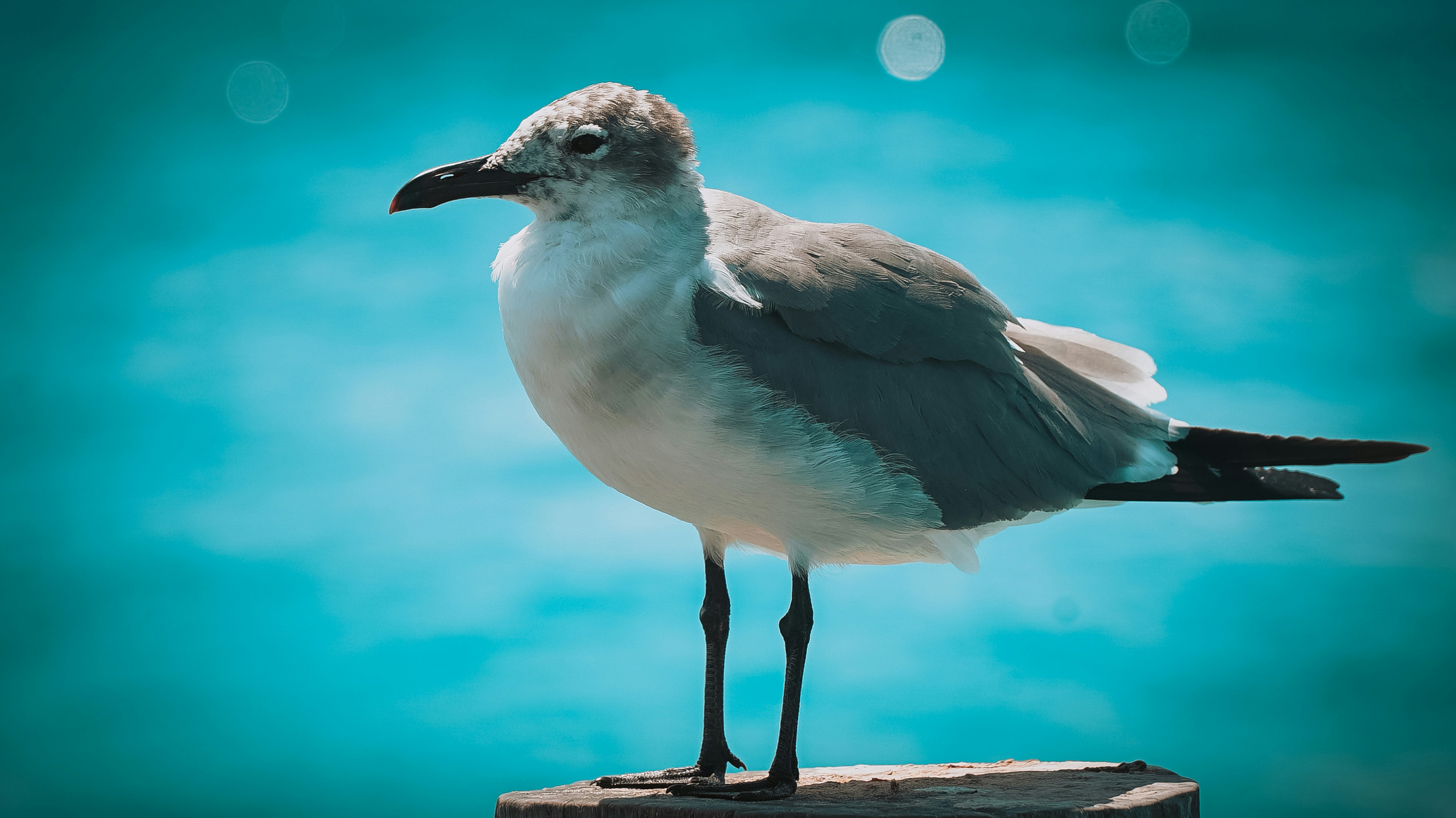 Coastal Sentinel: A Seagull Perched by the Turquoise Sea